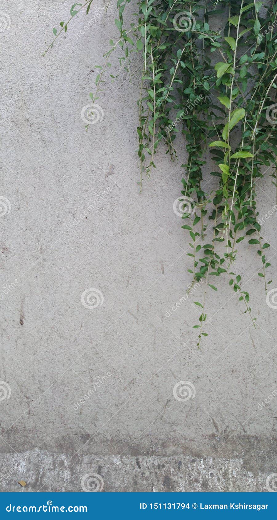 Beautiful Wall with Creepers Stock Photo - Image of wall, beautiful ...