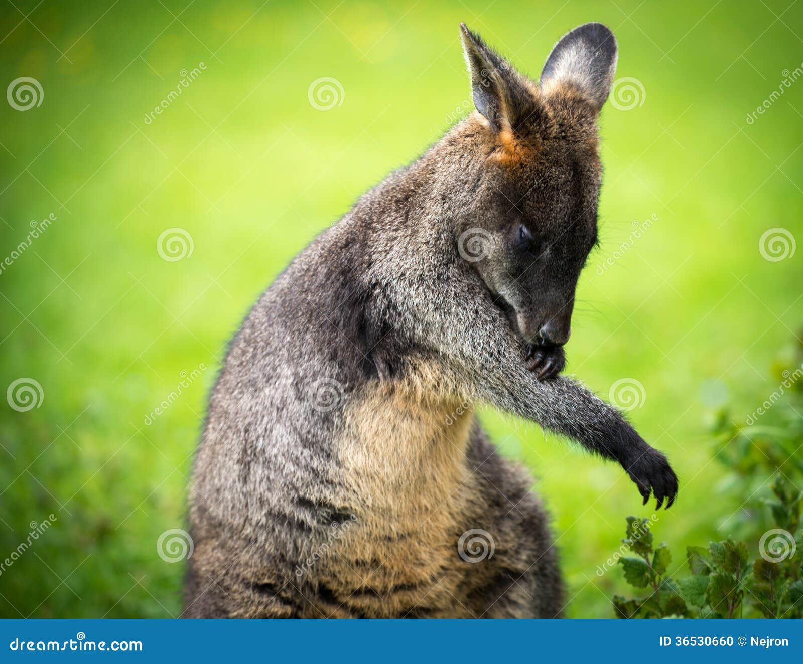 Beautiful wallaby stock photo. Image of joey, petrogale - 36530660