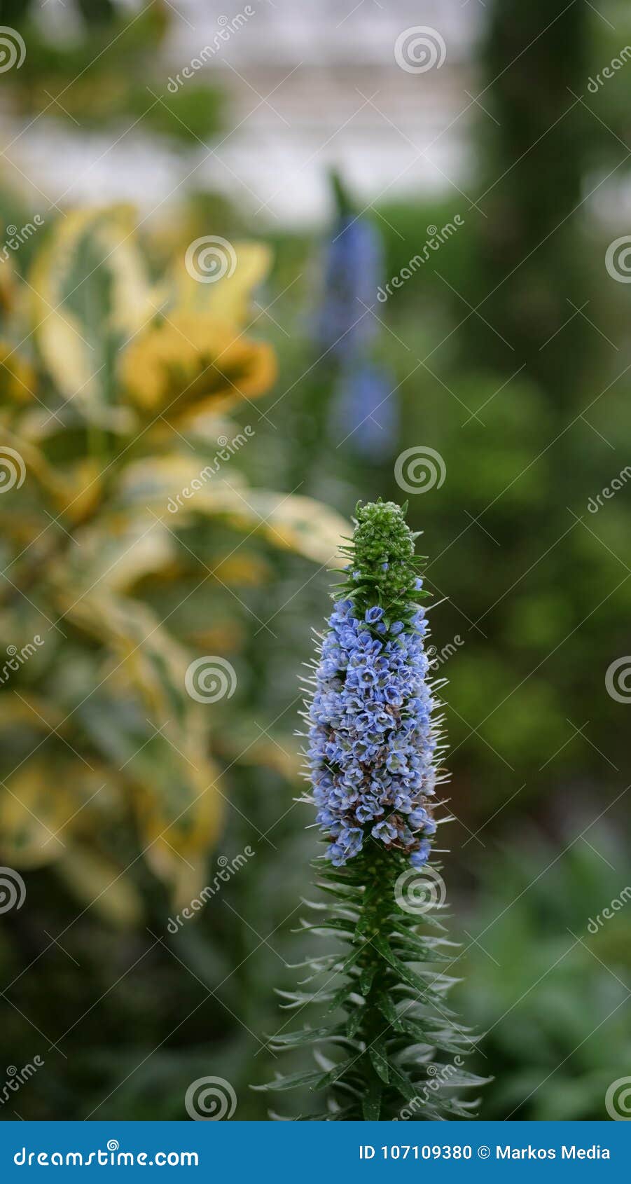 Close Up Beautiful Blue Flowers Stock Photo - Image of floral, fresh ...
