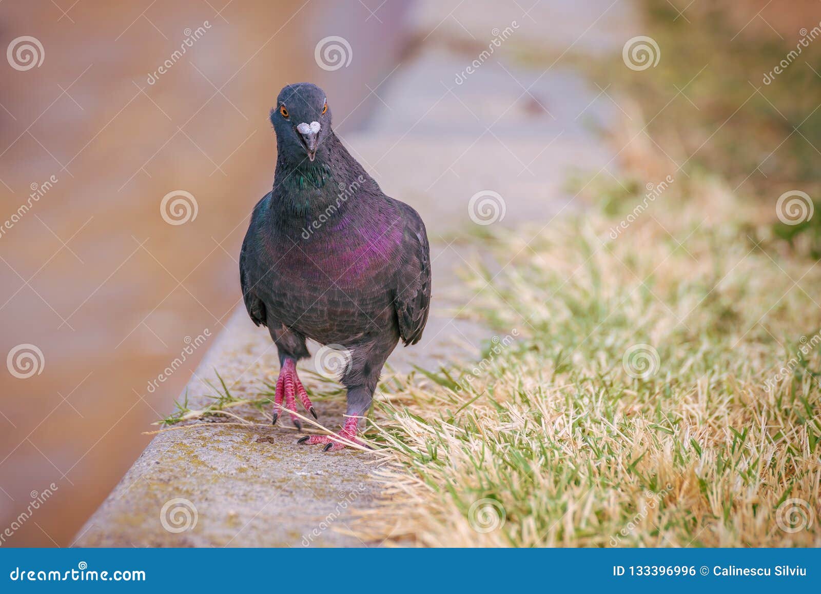 Pigeon Colored on the Grass Stock Photo - Image of eating, bokeh: 133396996