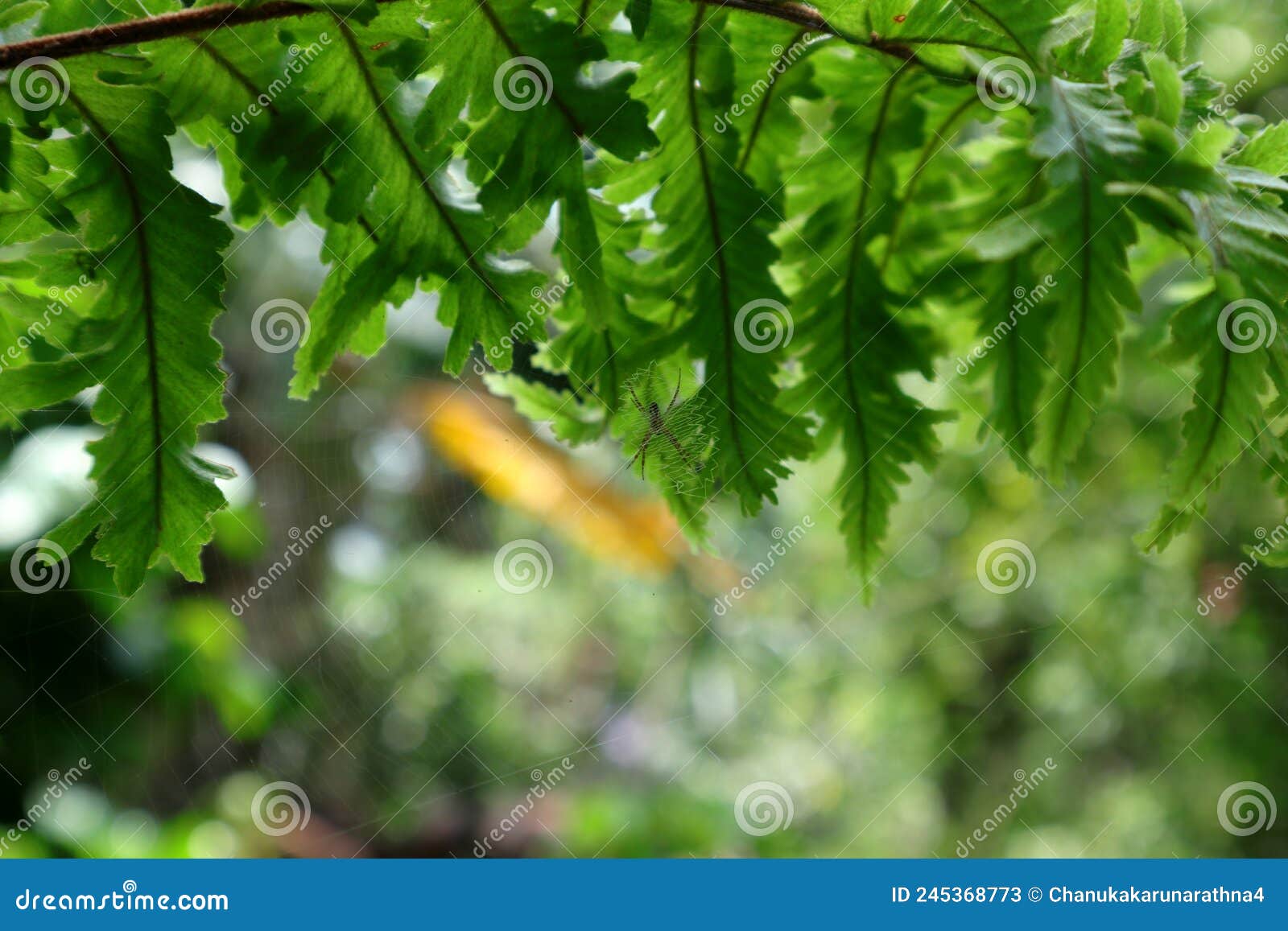 Underneath View of a Fern Leaf with Small Spider with Its Spider Web ...