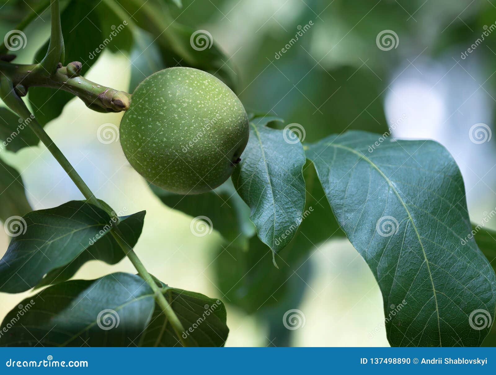 Beautiful Walnut in a Green Peel Stock Photo - Image of group, green ...