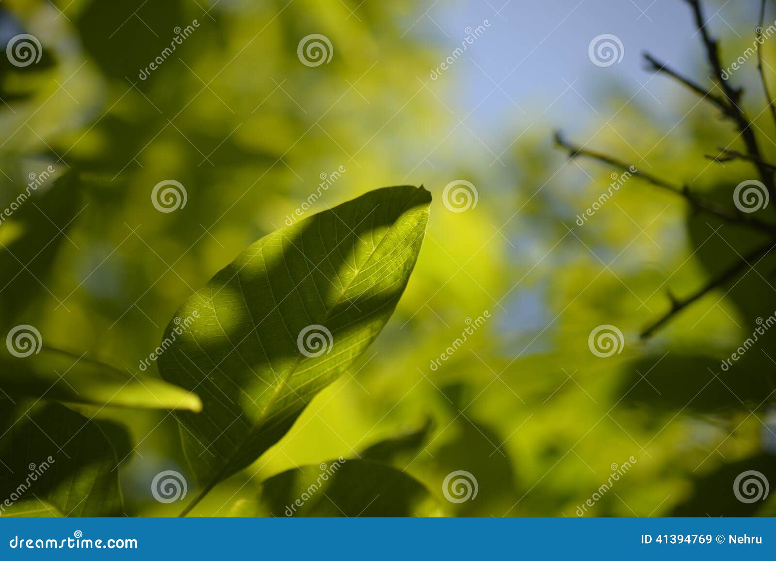 Beautiful Walnut Tree Leaves Stock Image - Image of twig, botanical ...