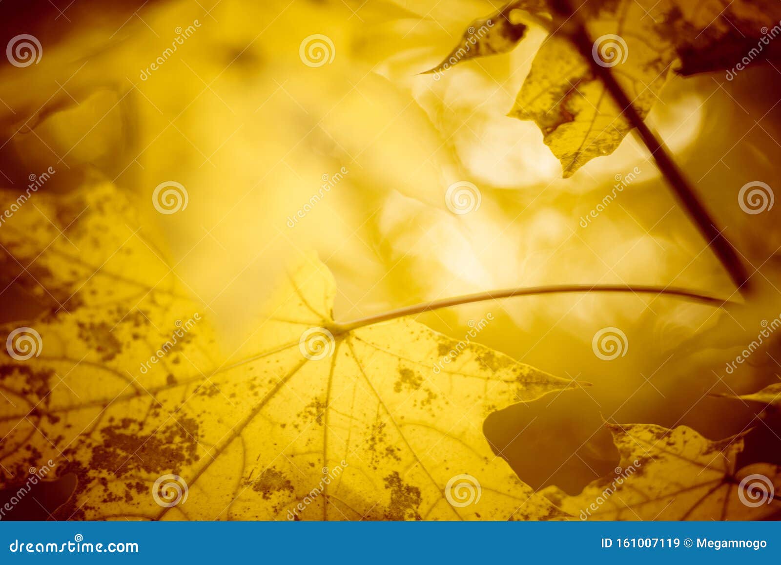 Beautiful Warm Autumn Background with Maple Leaves and Sunlight Stock ...