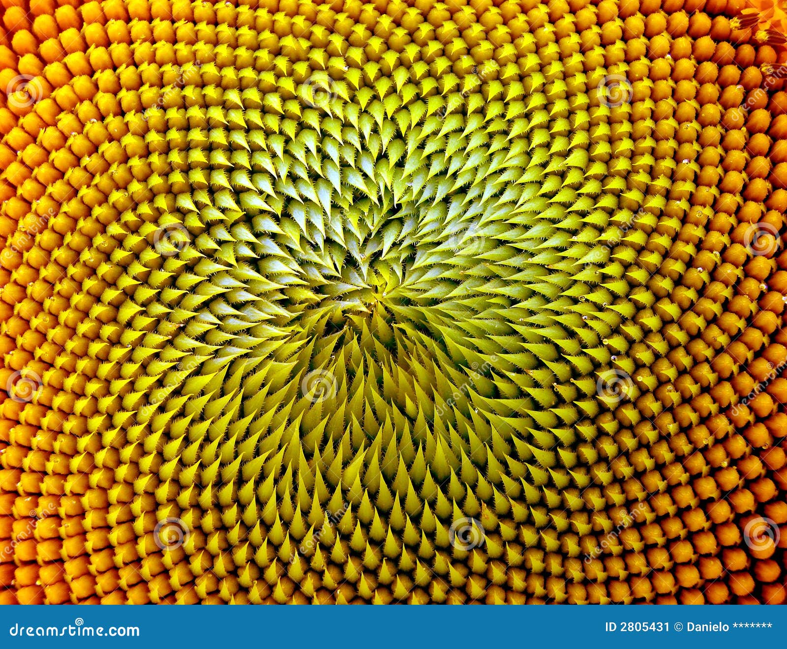 Beautiful warm sunflower stock image. Image of floral - 2805431