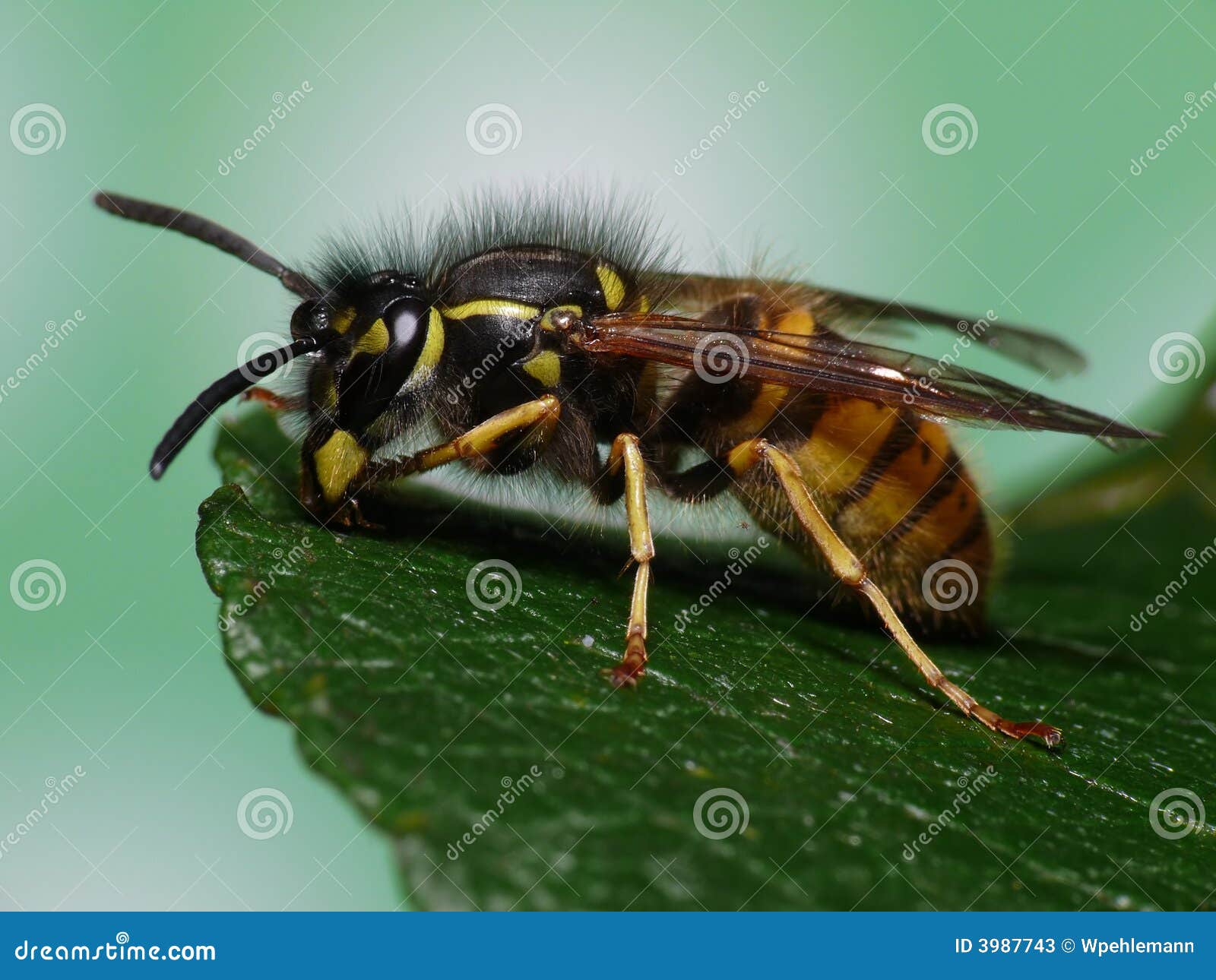 Beautiful wasp stock image. Image of walther, washing - 3987743