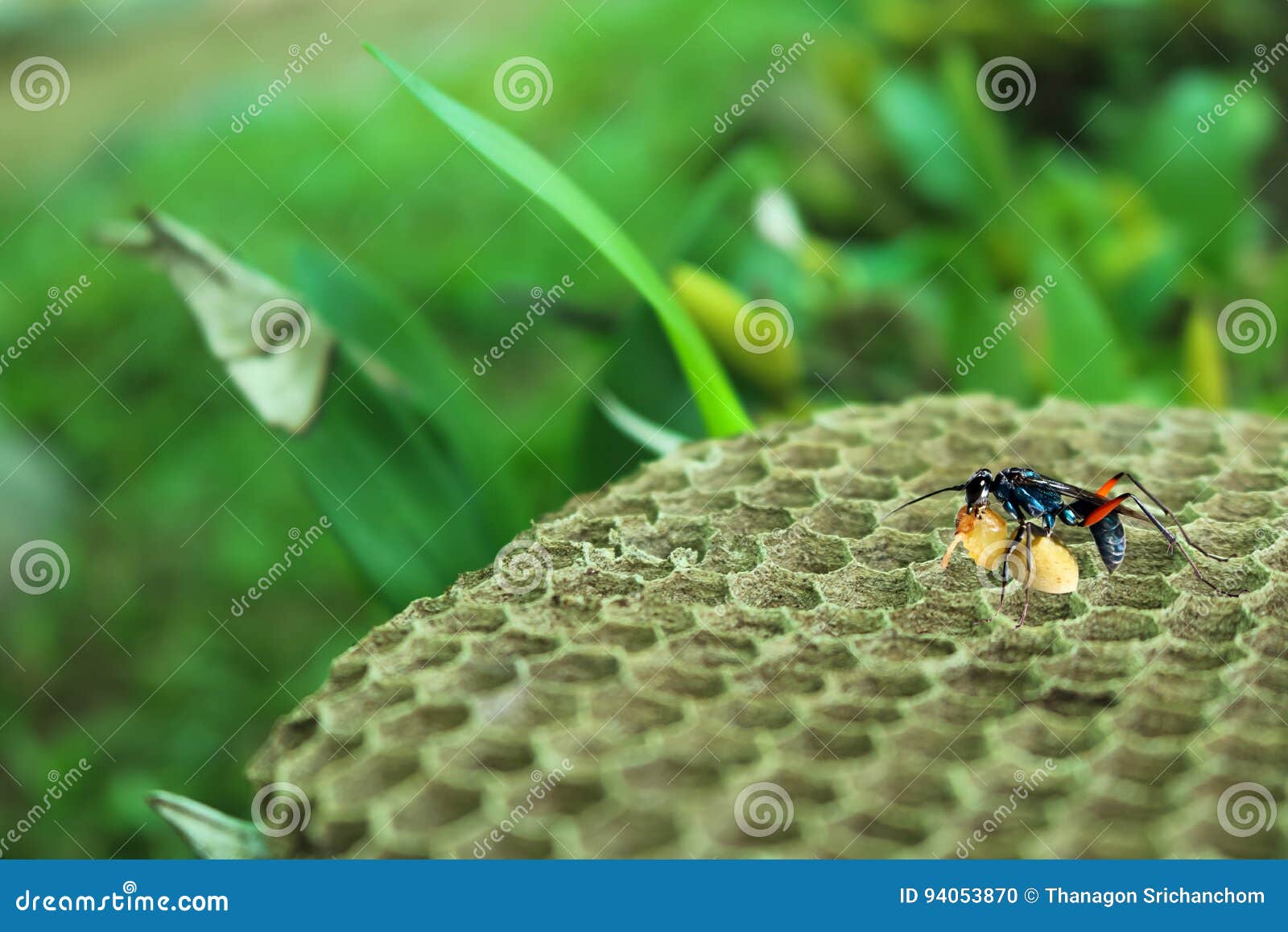 Beautiful Wasp and Larva on the Nest Stock Photo - Image of larvae ...