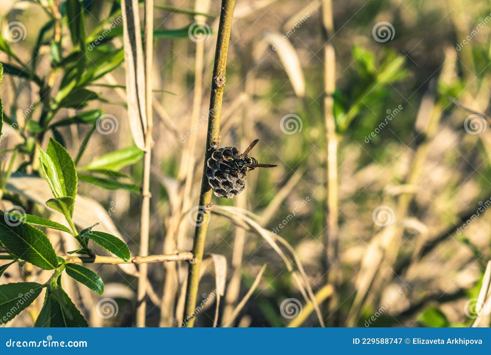A Beautiful Wasp and a Nest on a Branch Stock Image - Image of life ...