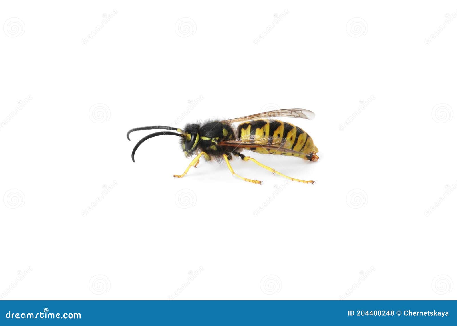 Beautiful Wasp on White Background. Wild Insect Stock Photo - Image of ...