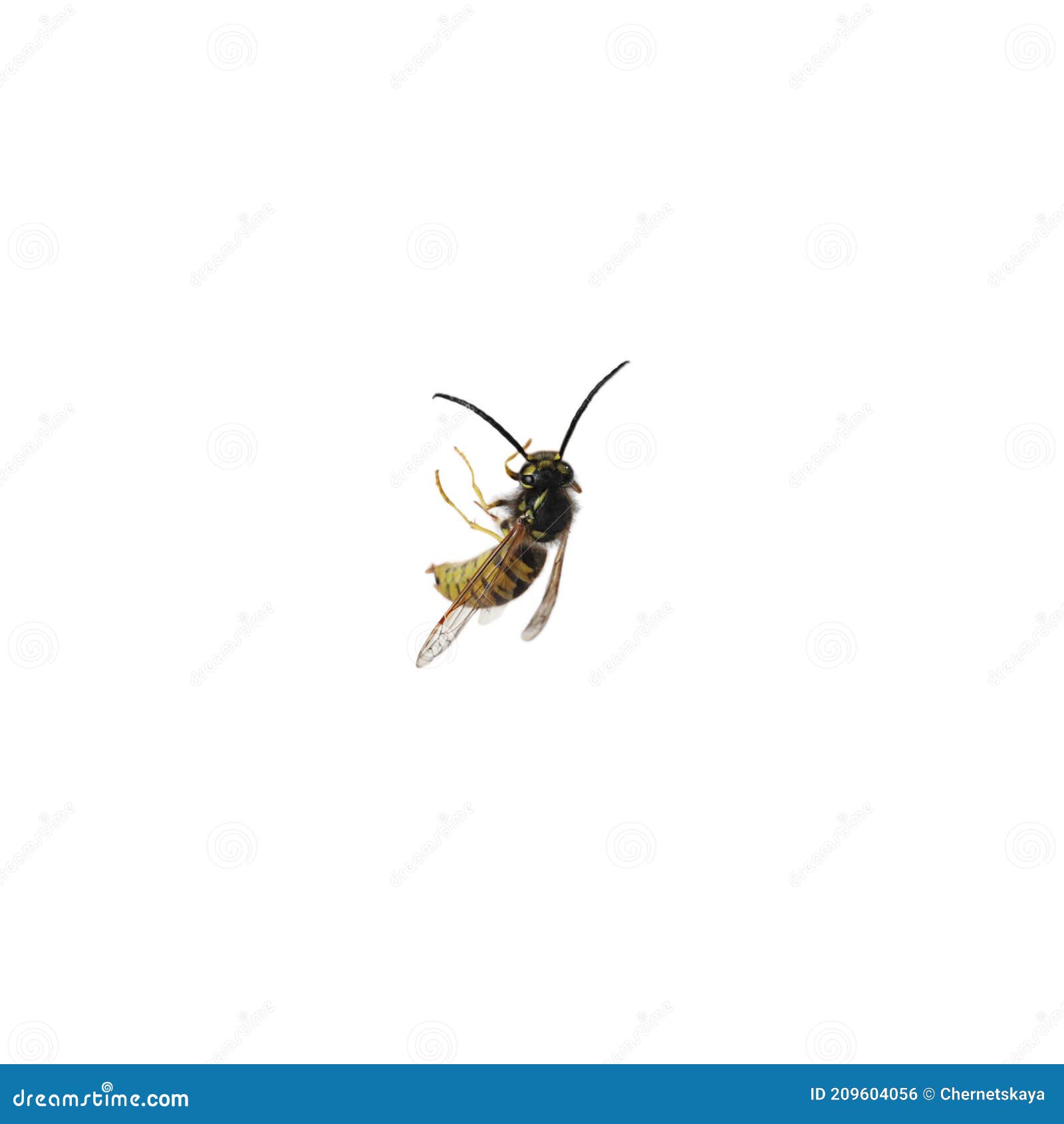 Beautiful Wasp on White Background. Wild Insect Stock Photo - Image of ...