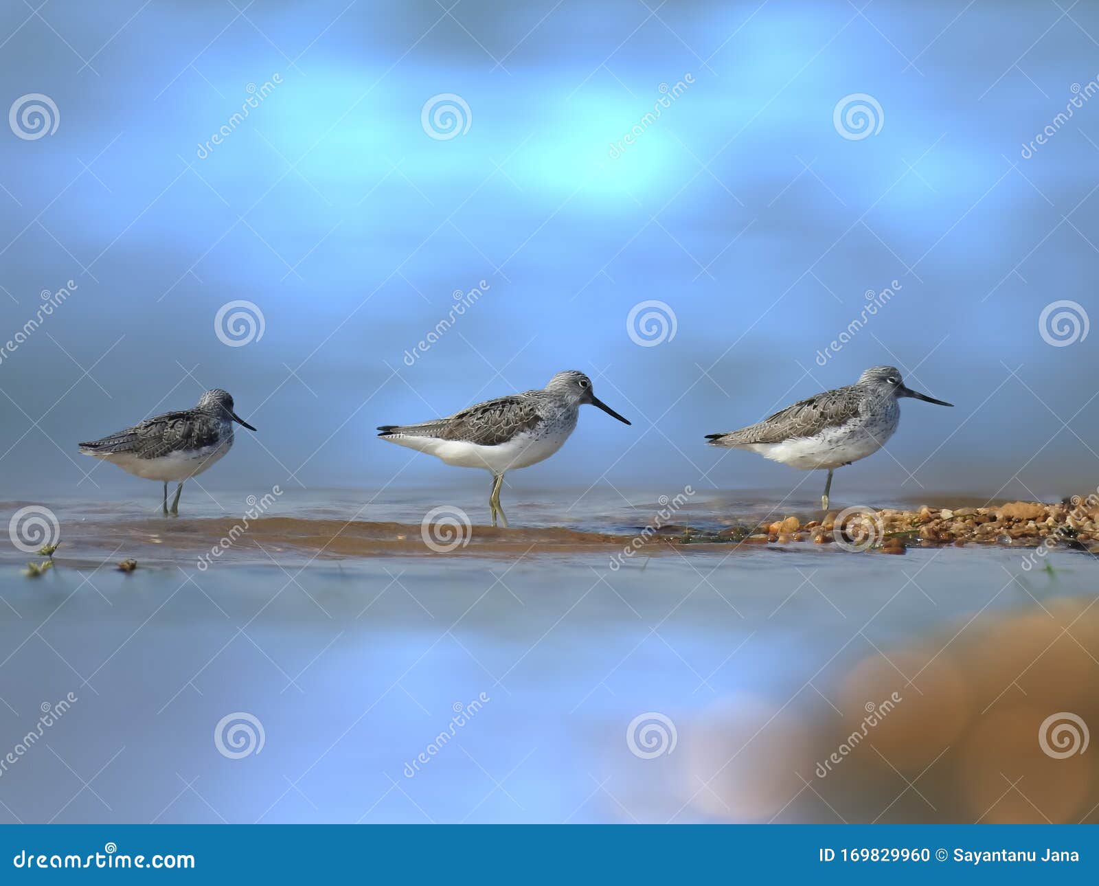 Beautiful water birds stock photo. Image of wildlife - 169829960