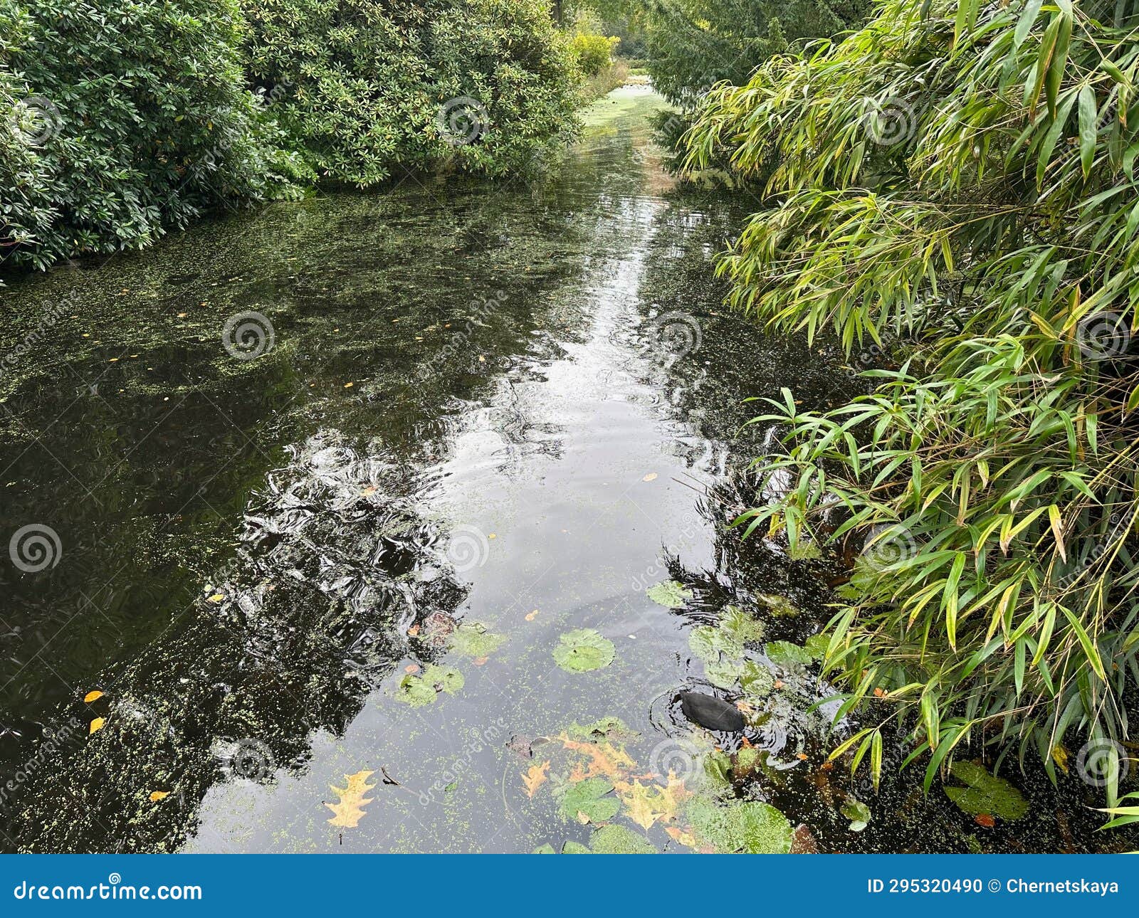 Beautiful Water Channel and Bushes in Park Stock Photo - Image of ...