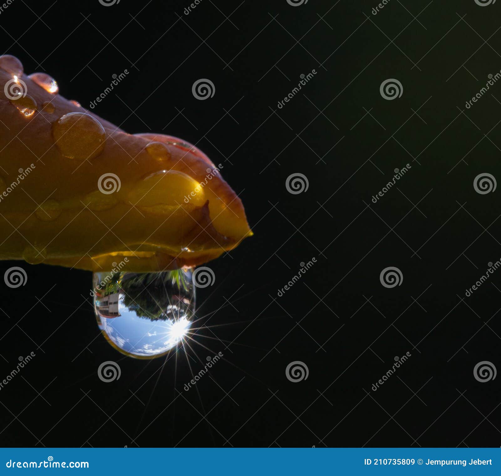 Beautiful Water Drop in the Morning Stock Image - Image of morning ...