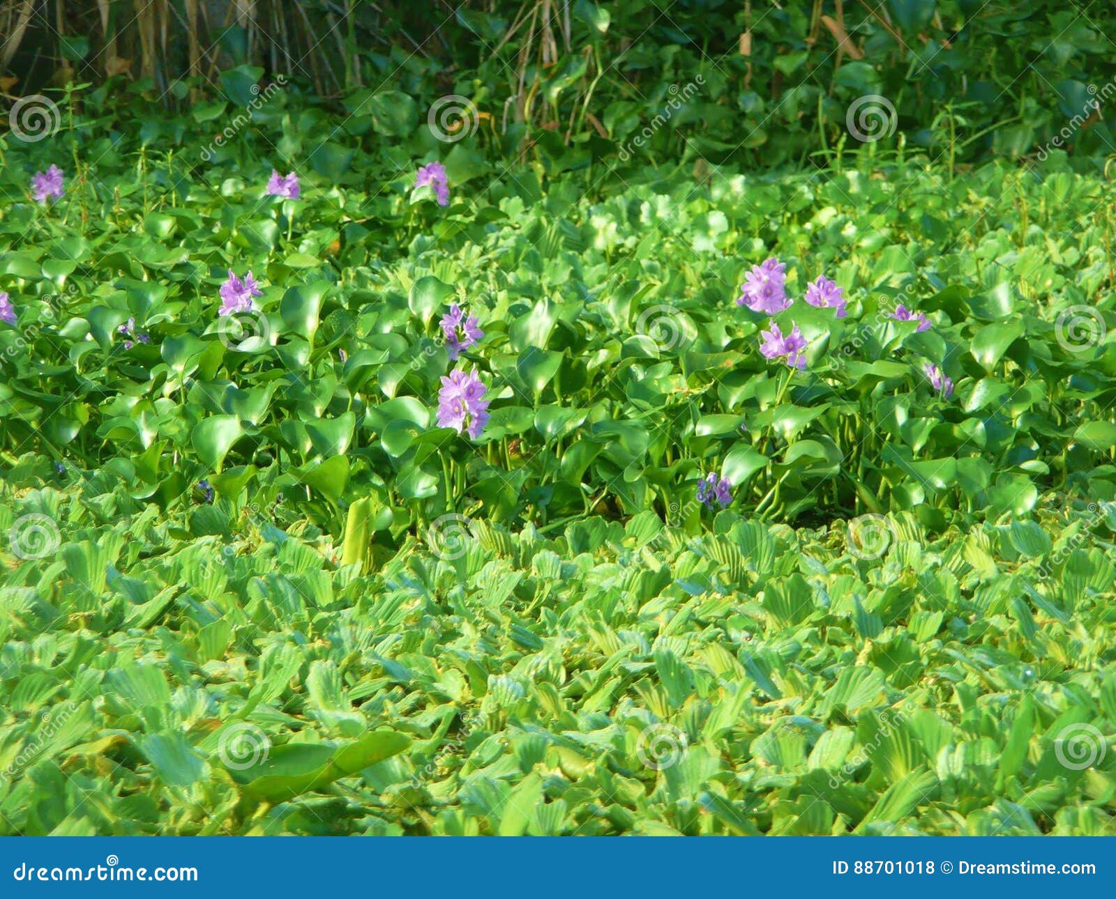 Beautiful water flower stock photo. Image of wonderful - 88701018