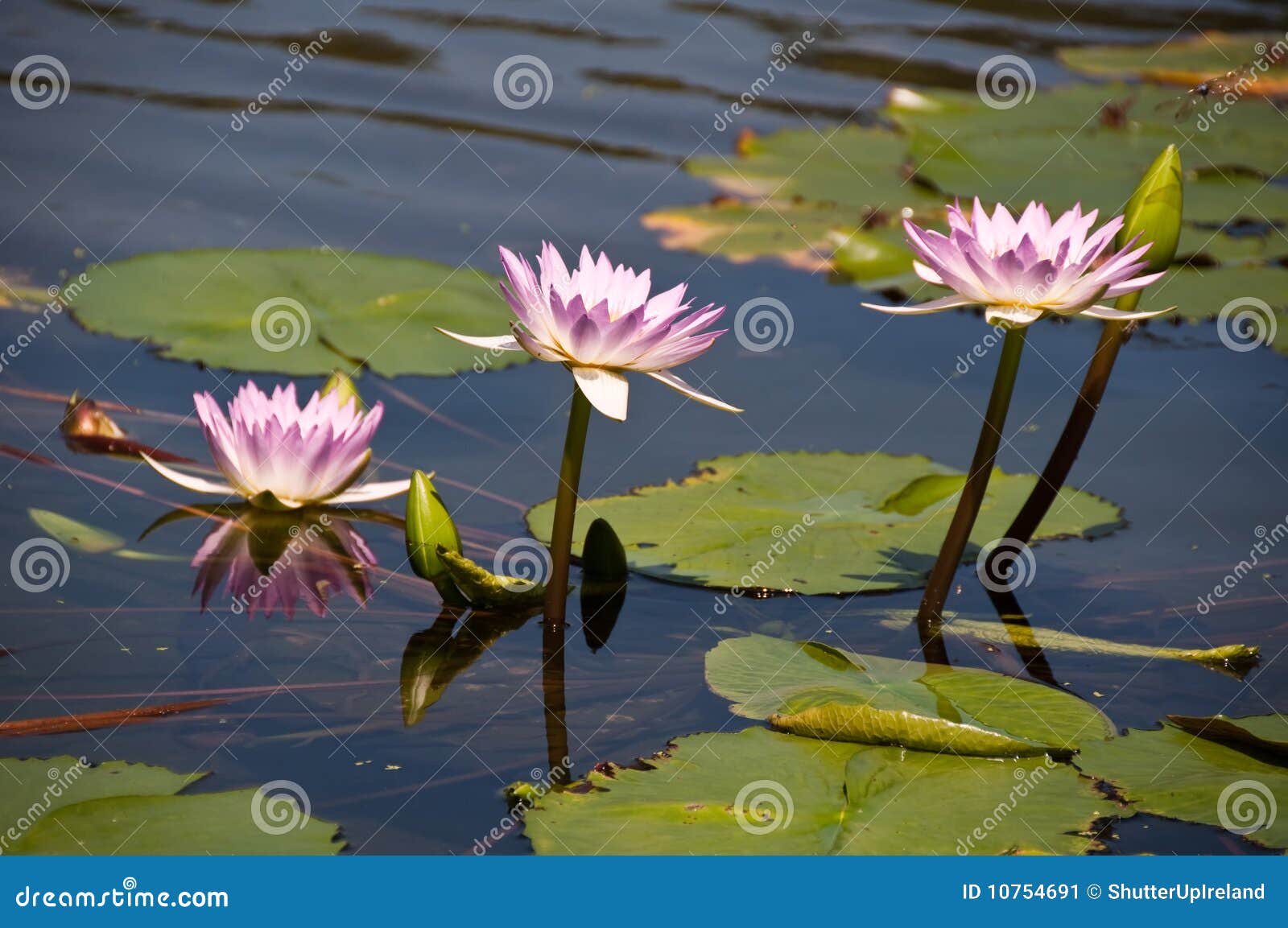 Beautiful Water Lilly Lotus Stock Image - Image of majestic, nature ...