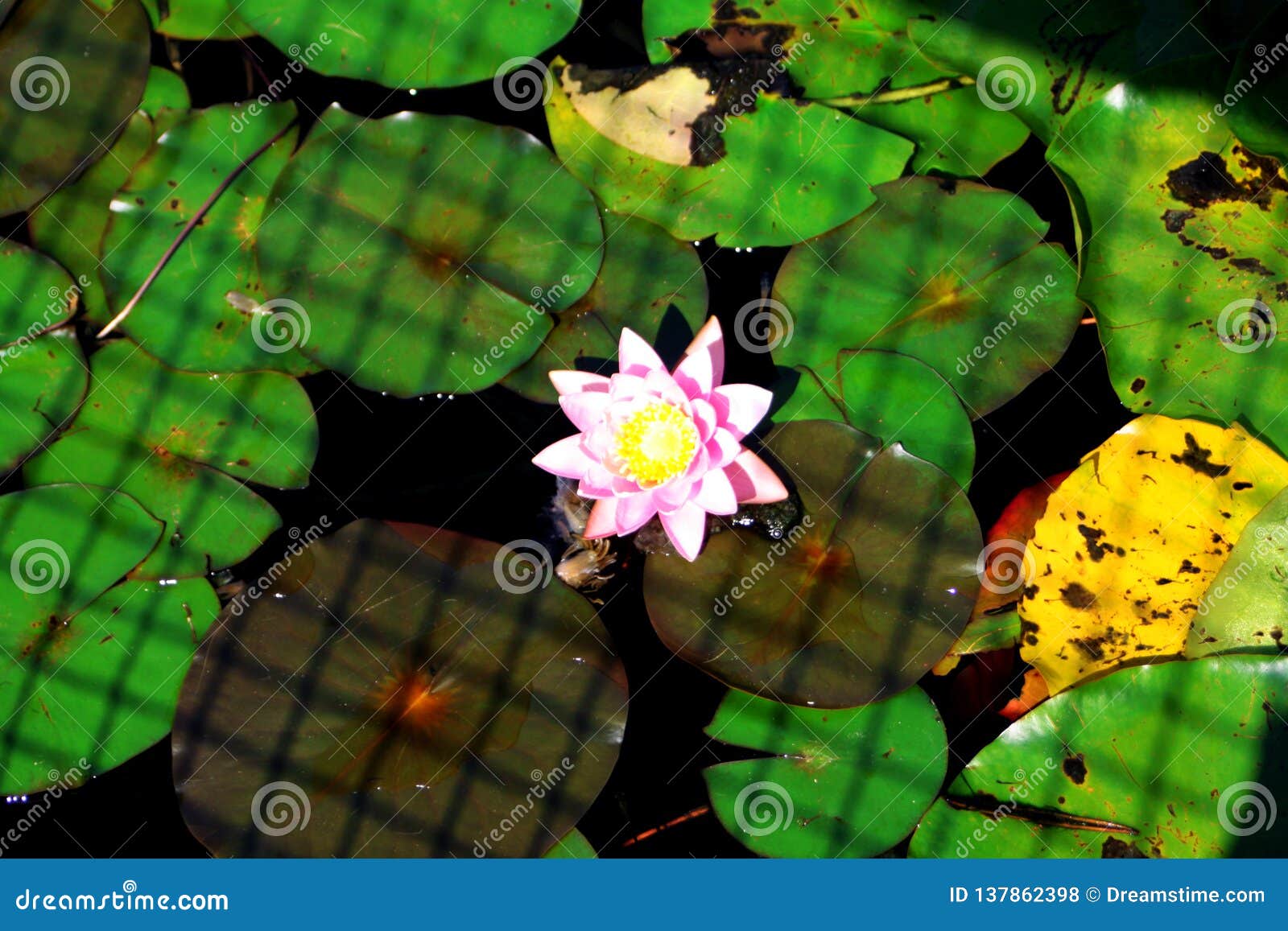 Beautiful Water Lily Floating on Surface of a Pond Stock Photo - Image ...