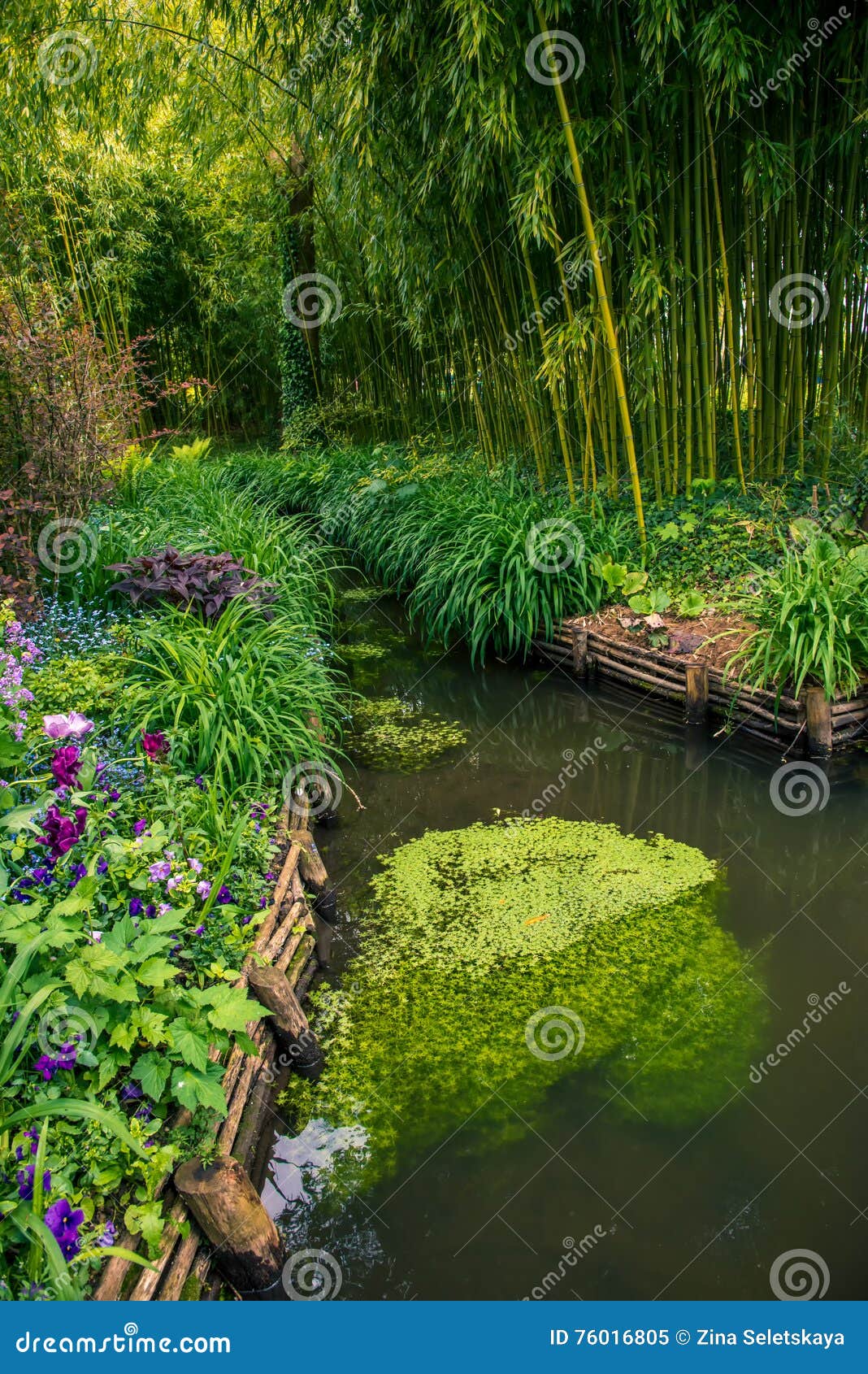 Beautiful Water Path Along Bamboo Forest Stock Image - Image of bamboo ...