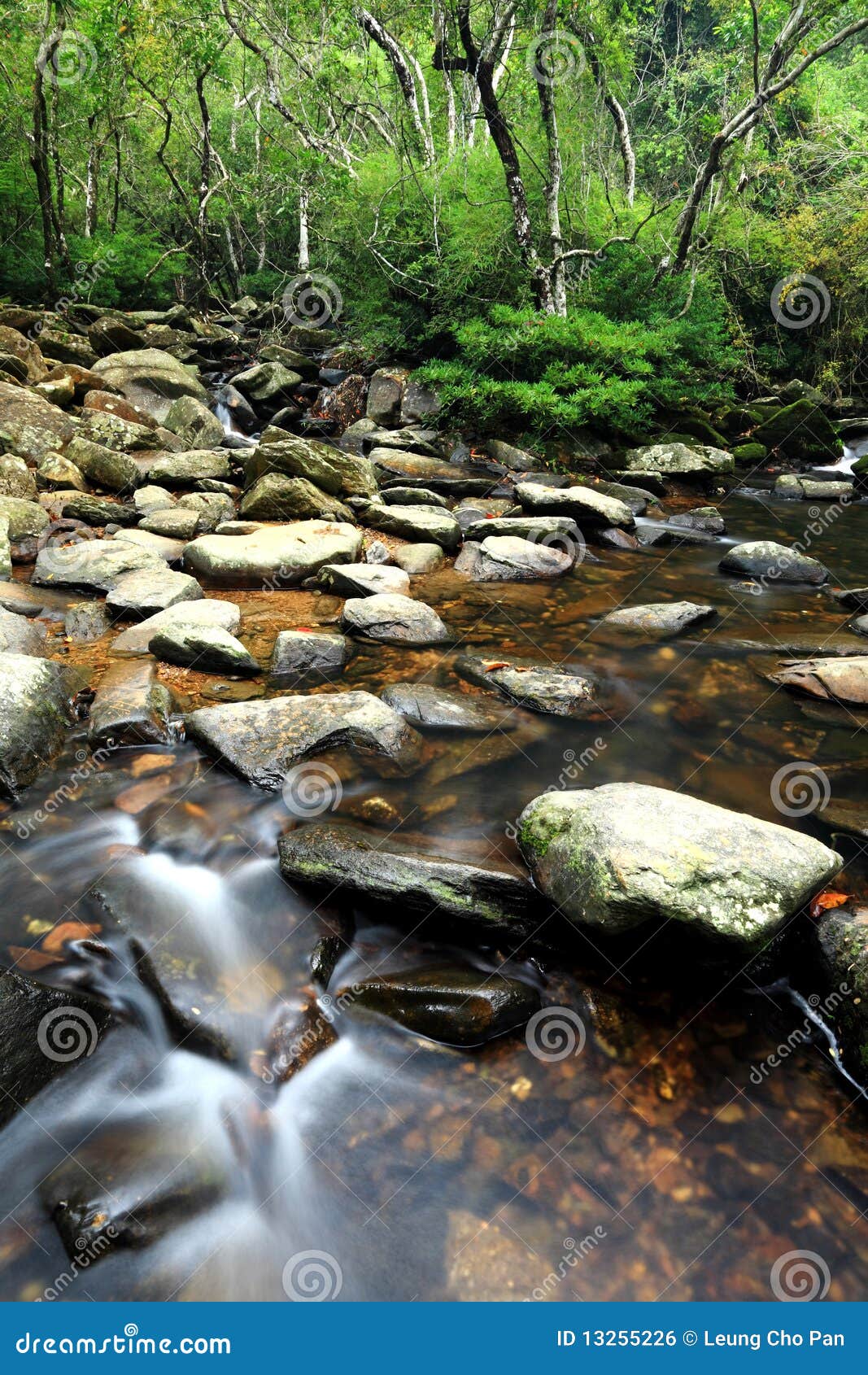 Beautiful water spring stock photo. Image of green, grass - 13255226