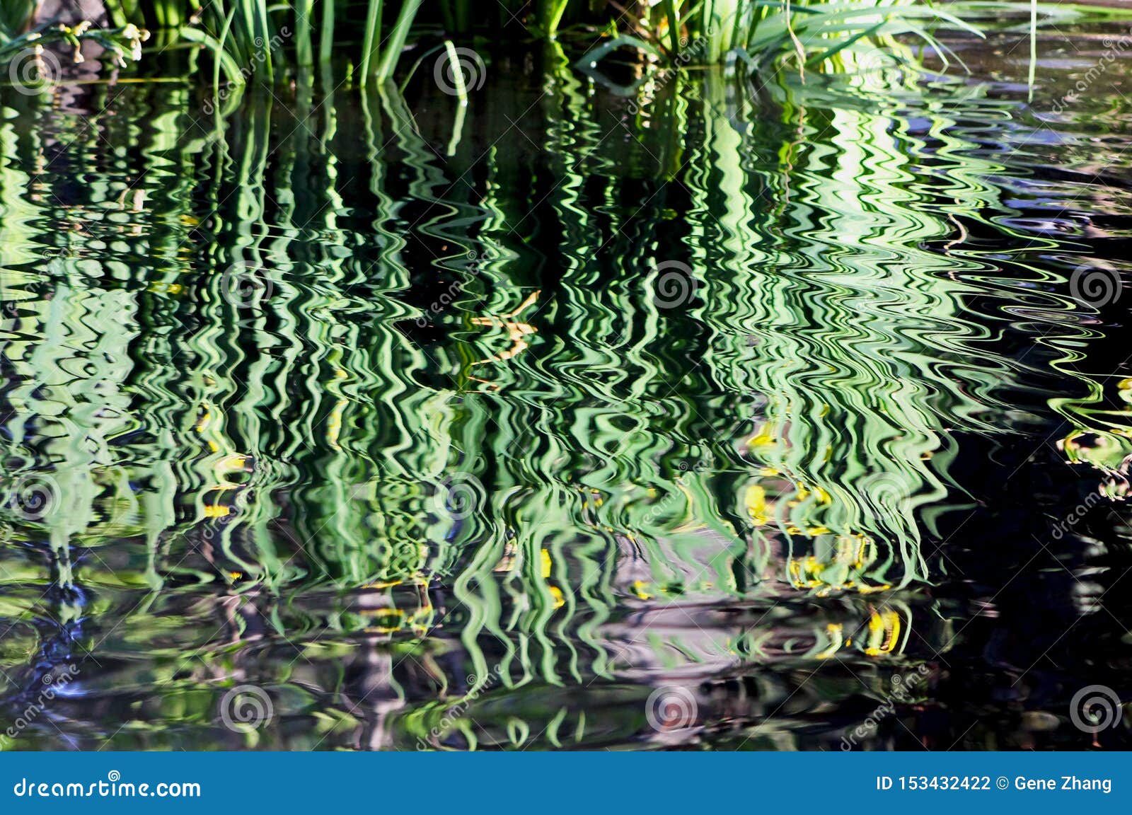 Beautiful Water Surface, Plant Relection Stock Photo - Image of ...