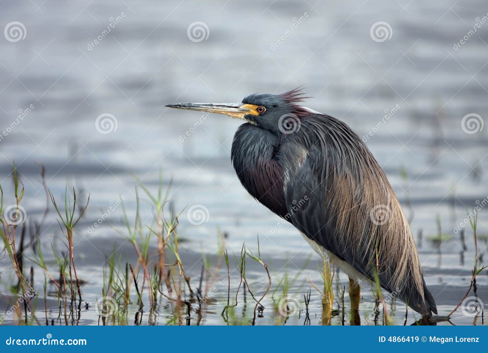 Beautiful Waterbird stock image. Image of myakka, swamp - 4866419