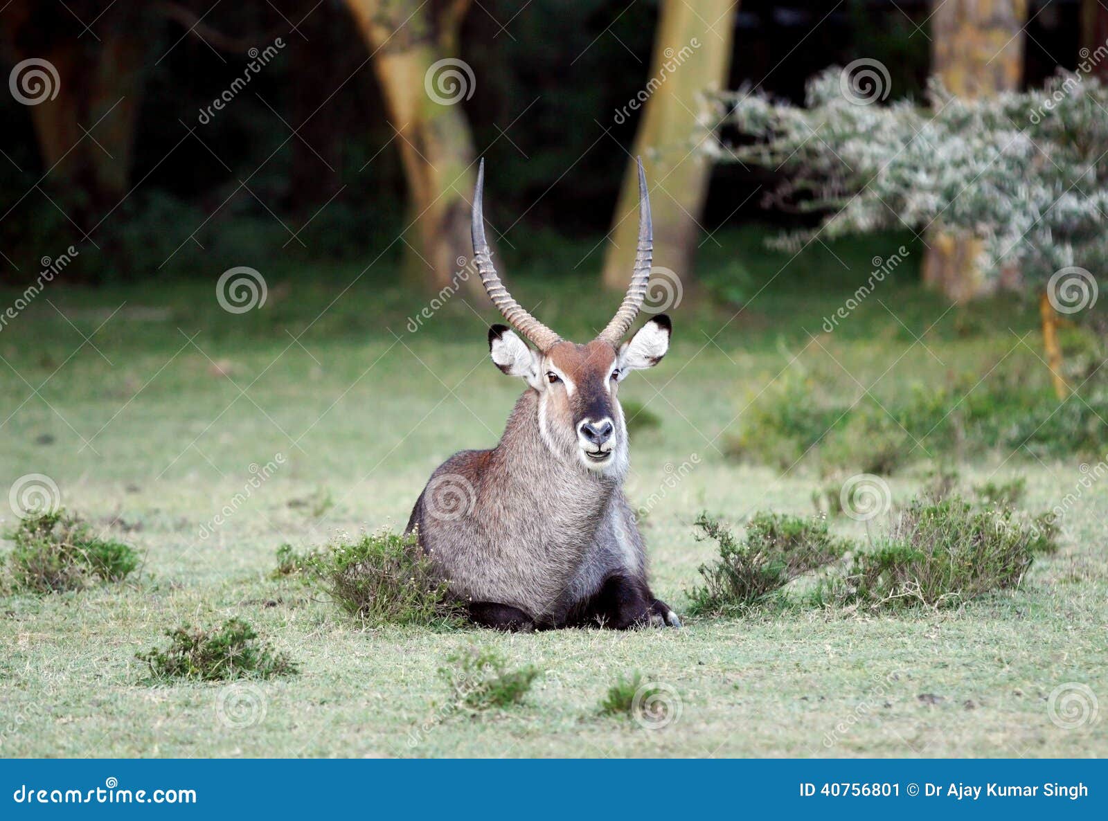 A Beautiful Waterbuck Resting Stock Image - Image of large, nakuru ...