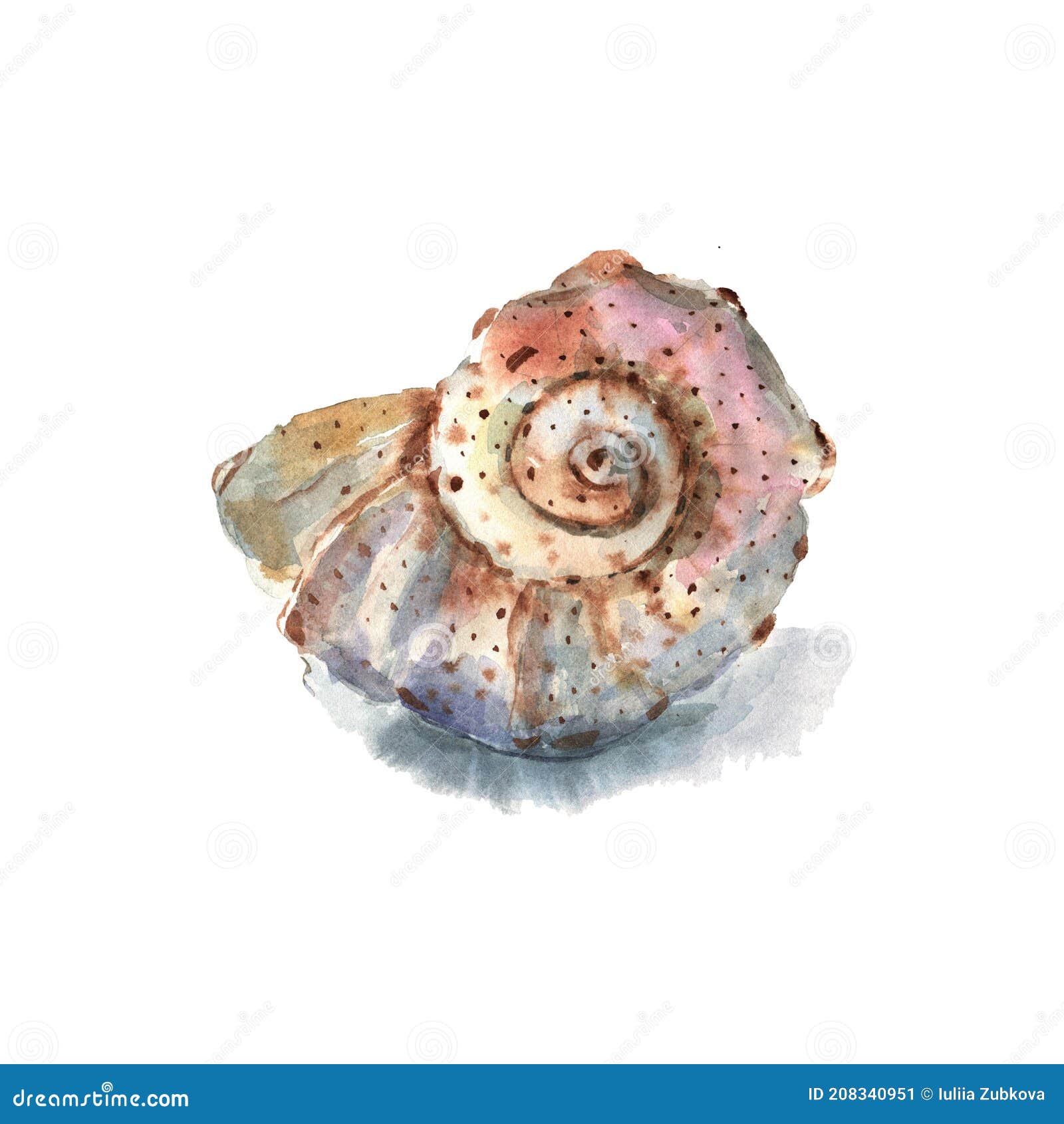 Watercolor Shell Set Collection Of Underwater And Sea Tropical ...