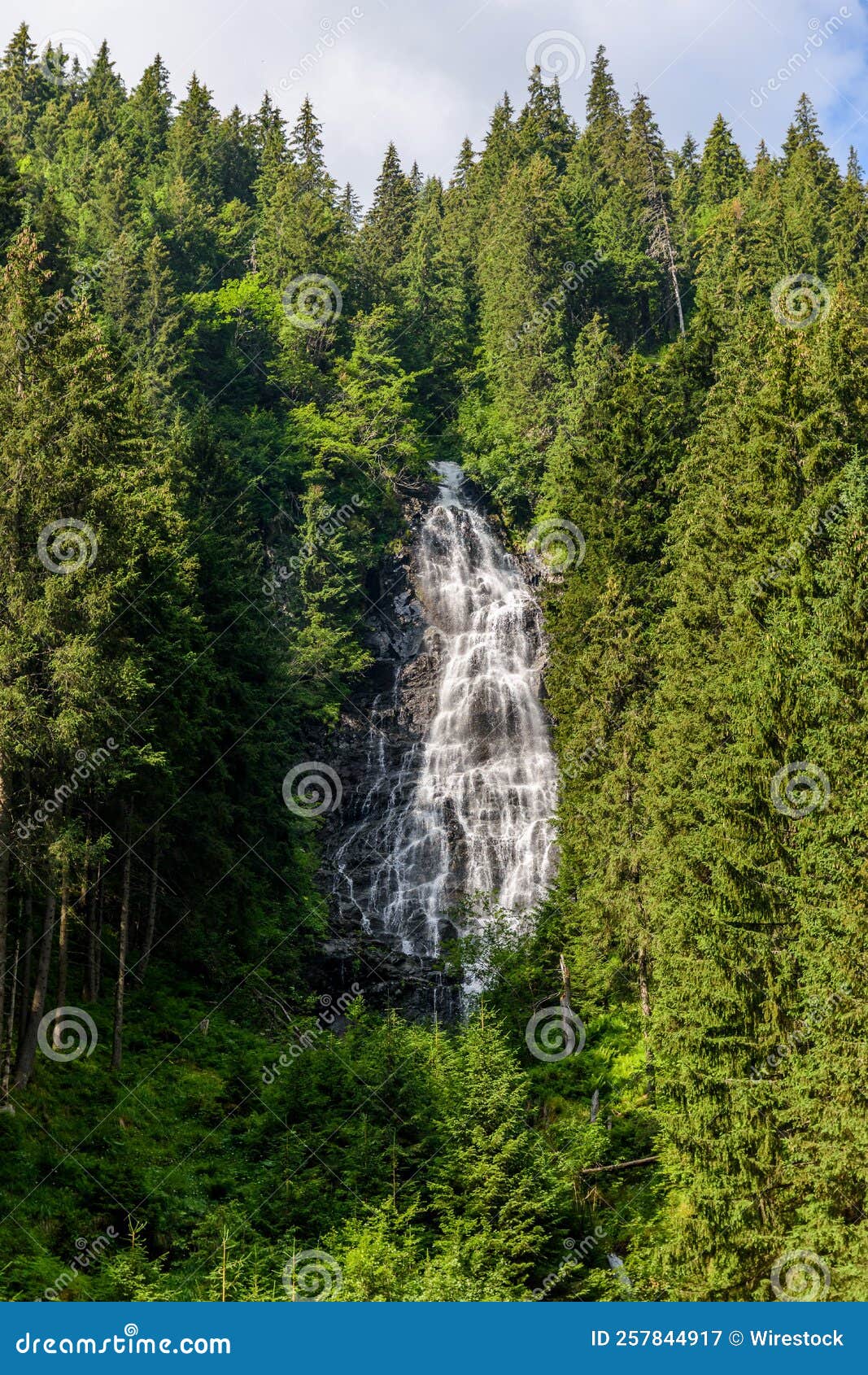 Beautiful Waterfall among Dense Tall Pine Trees Under Sunny Sky ...