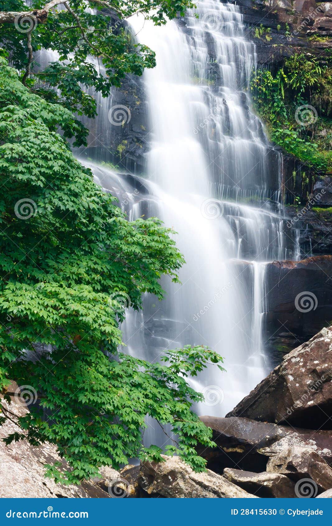 Beautiful Waterfall and Green Maple Tree Stock Photo - Image of nature ...