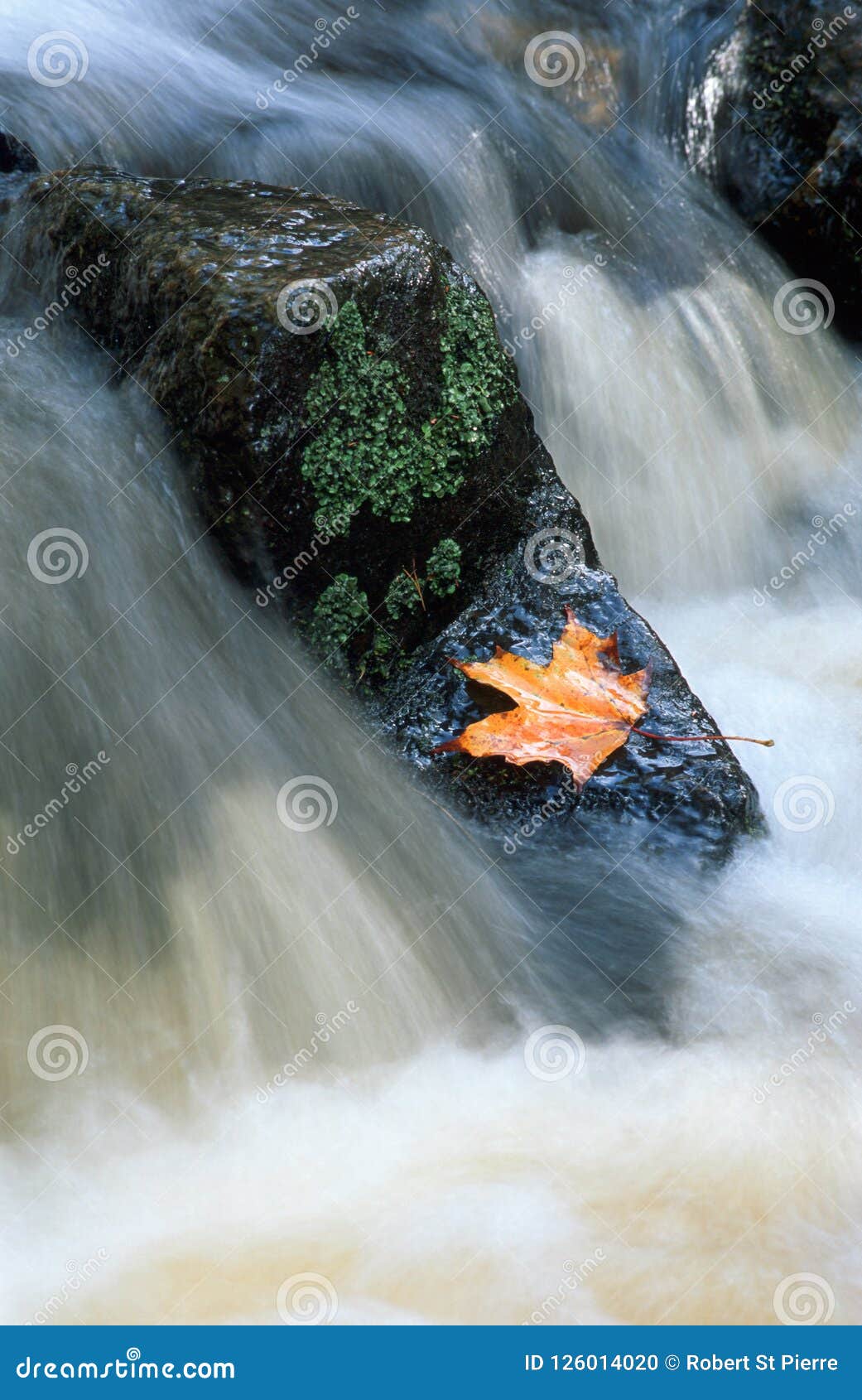 Beautiful Waterfall with Orange Maple Leaf on a Rock Stock Photo ...