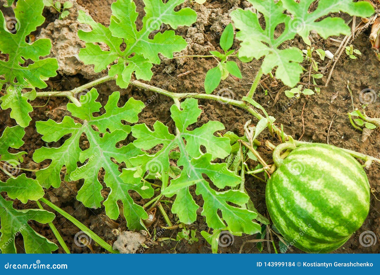 Beautiful Watermelon Grows on the Ground in the Field of Nature Stock ...