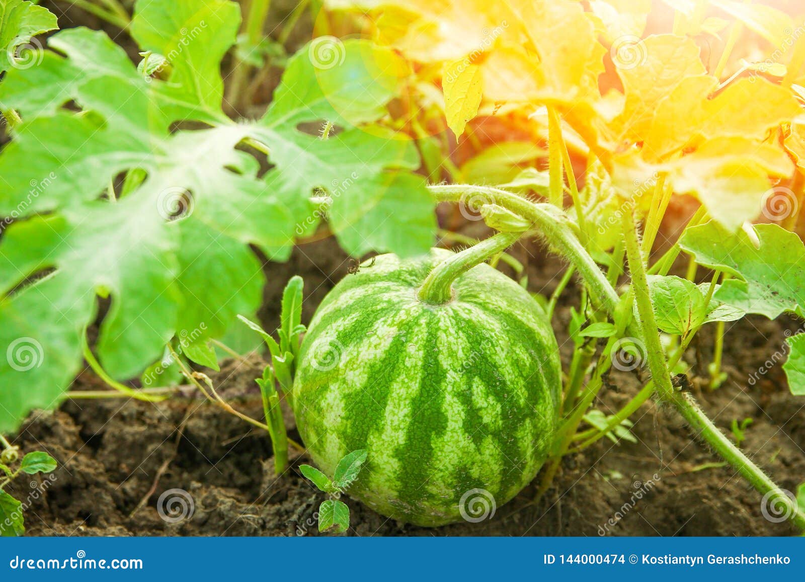 Beautiful Watermelon Grows on the Ground in the Field of Nature Stock ...