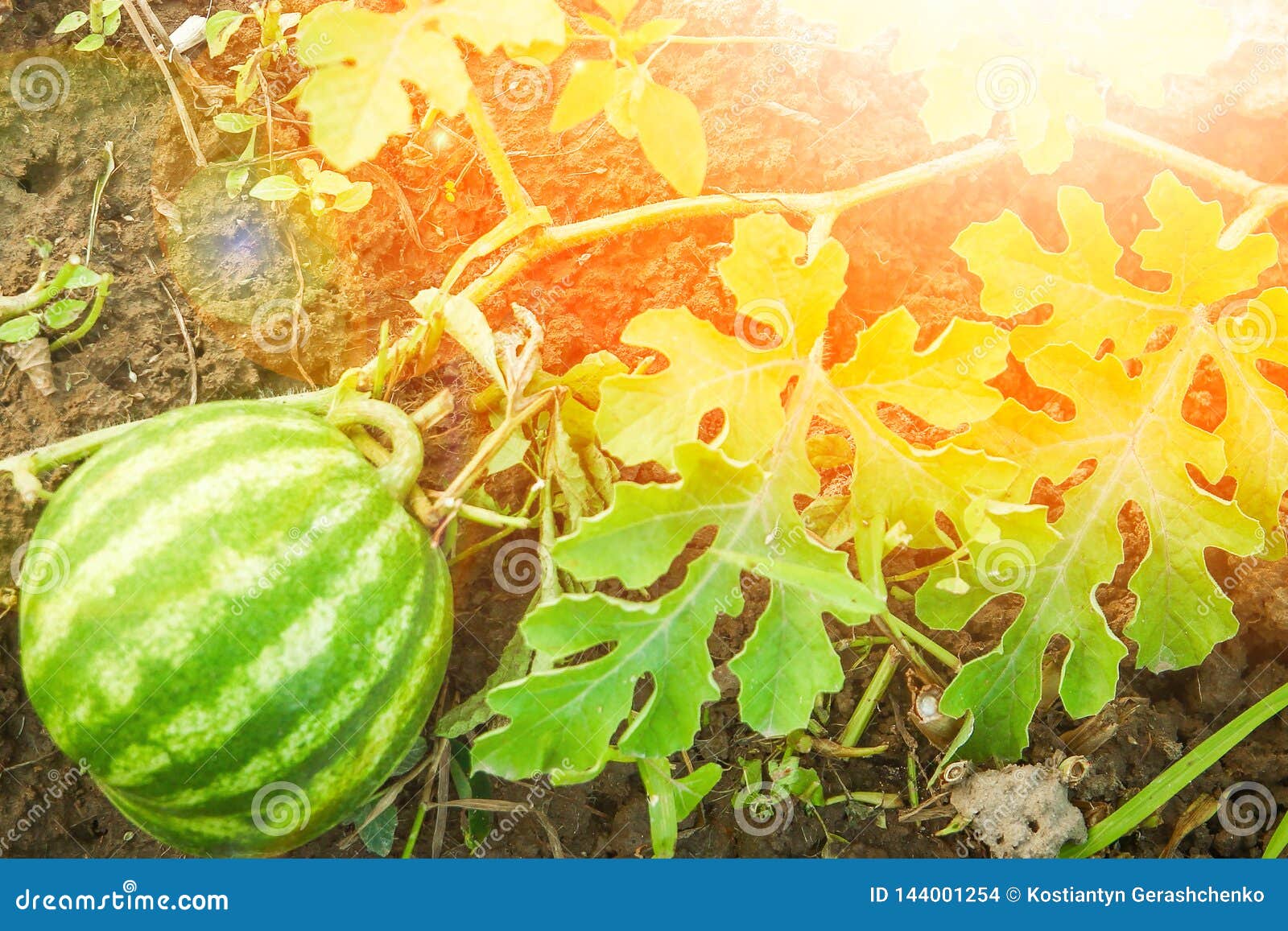 Beautiful Watermelon Grows on the Ground in the Field of Nature Stock ...