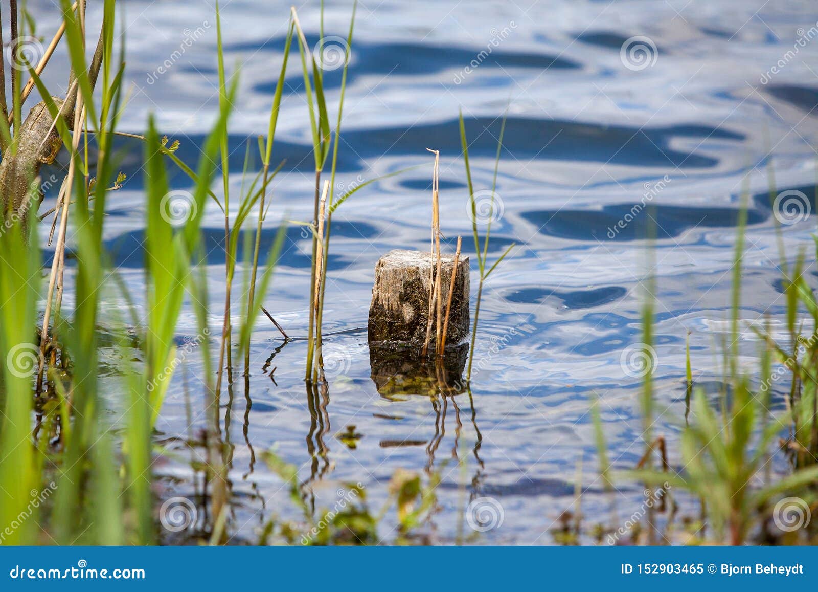 Beautiful Waterside Scenery in Spring. Stock Image - Image of foliage ...