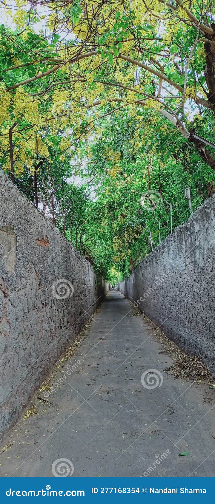 A Beautiful Way with Walls and Greenery Stock Photo - Image of greenre ...