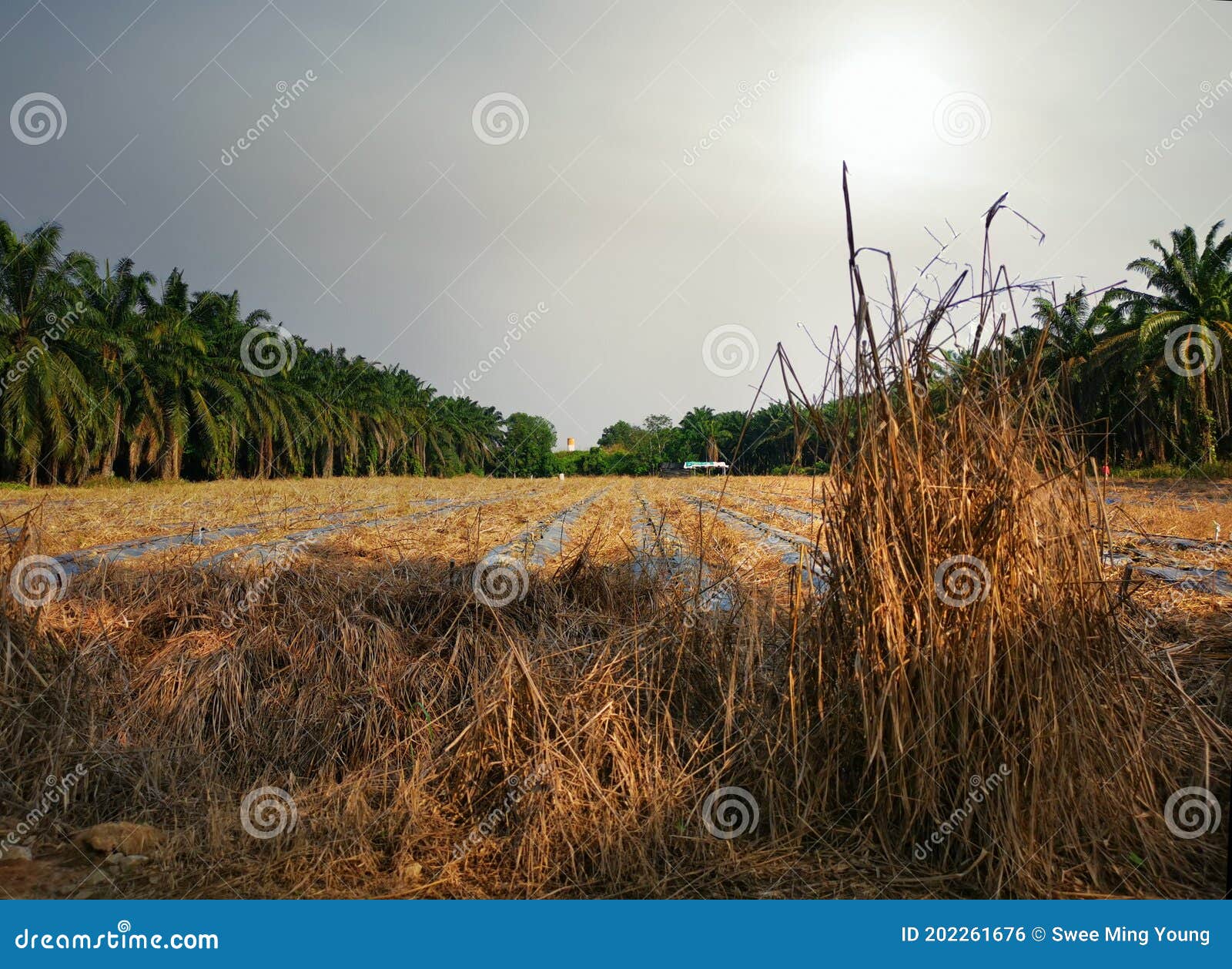 Beautiful Weather Scenery at the Fallow Landscape. Stock Photo - Image ...