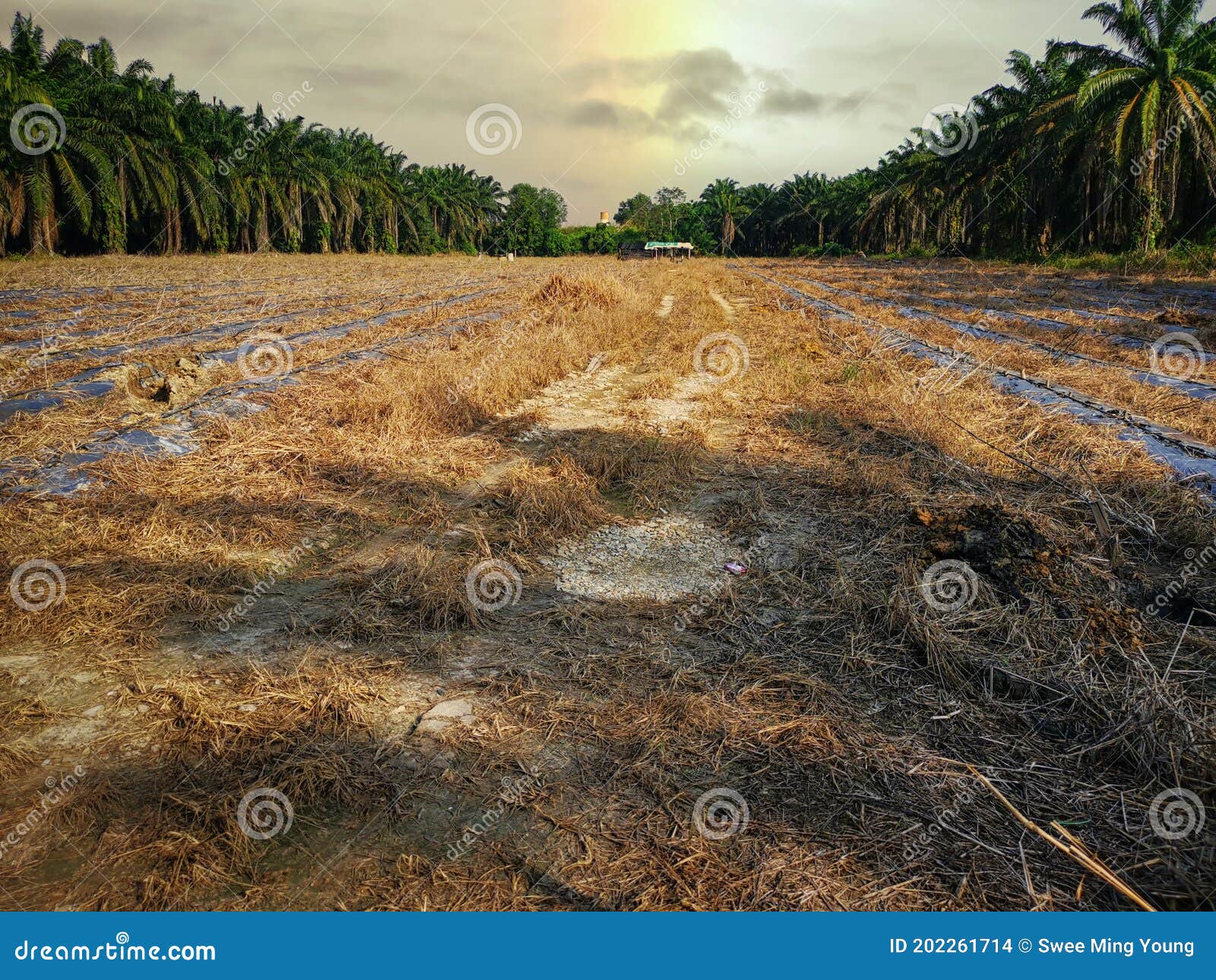 Beautiful Weather Scenery at the Fallow Landscape. Stock Photo - Image ...