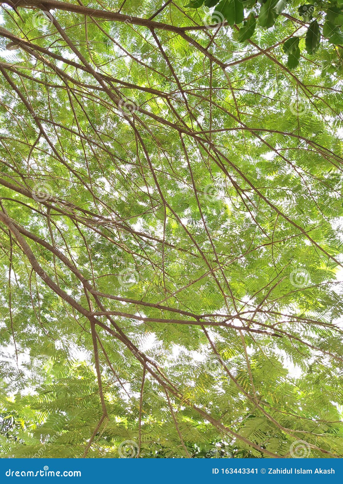 The Beautiful Weather & Beautiful Tree Leaves. Natural Stock Image ...