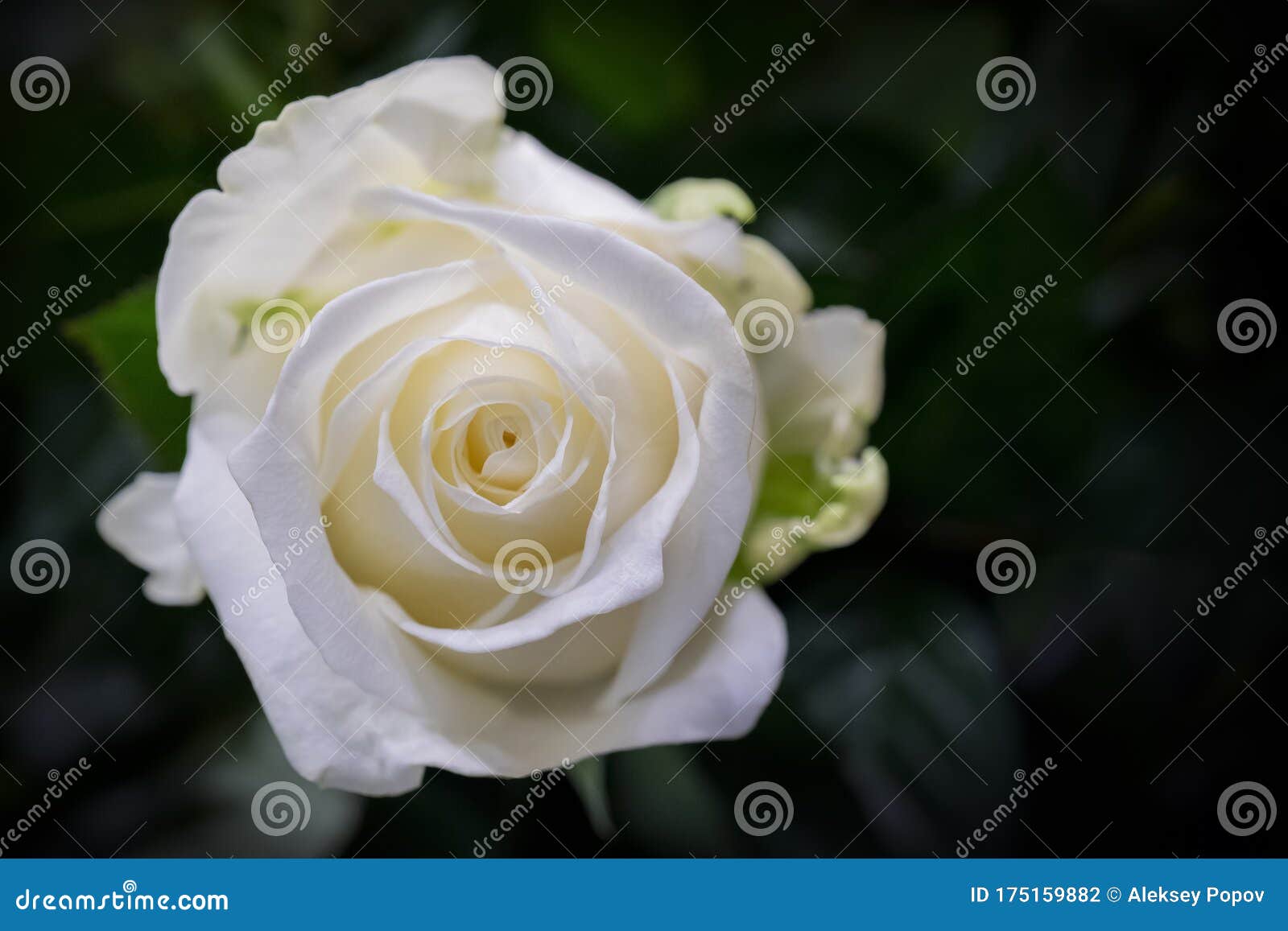 Beautiful Wedding White Rose on Dark Background Stock Photo - Image of ...