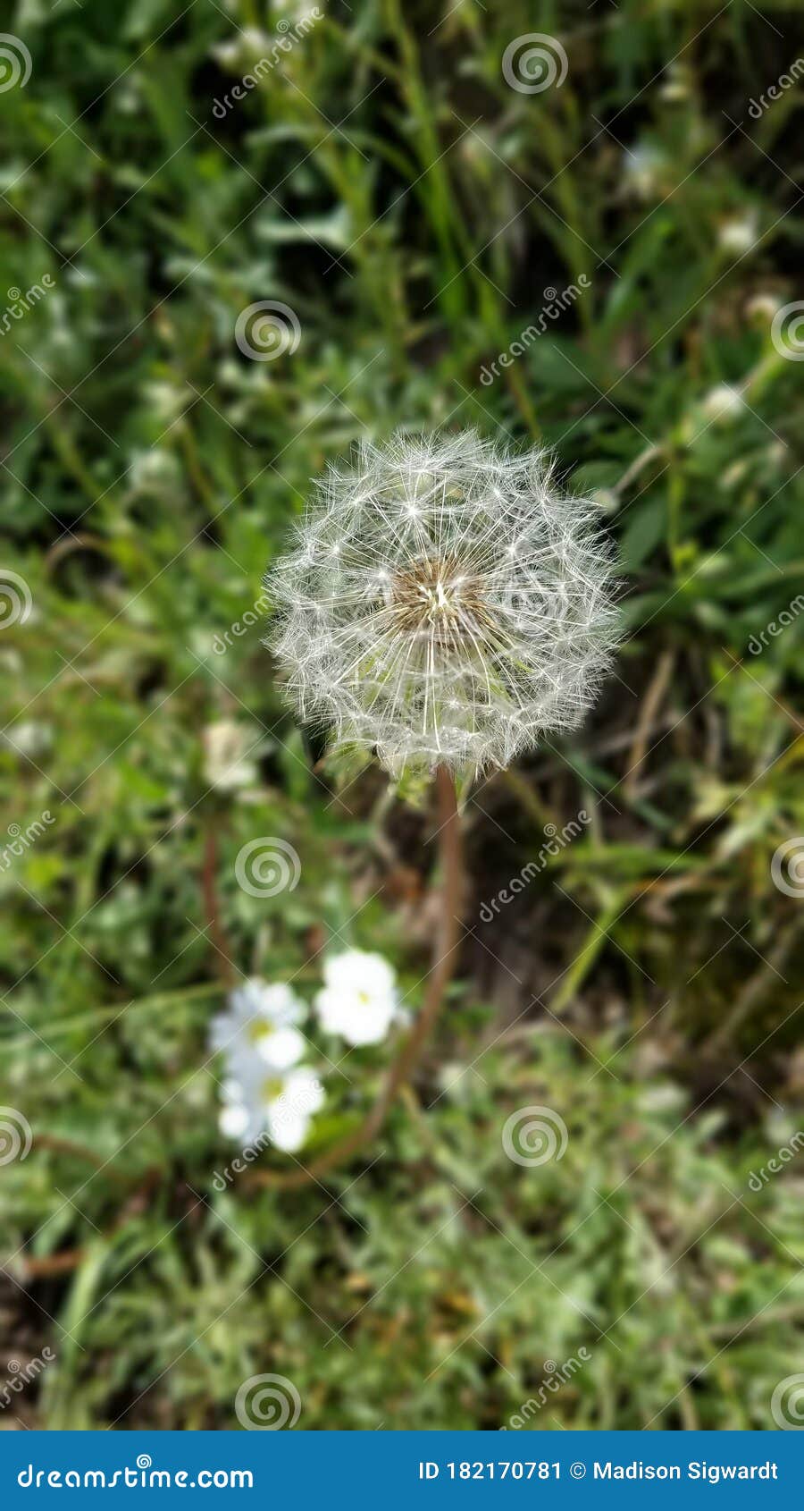 A beautiful weed stock image. Image of garden, grass - 182170781