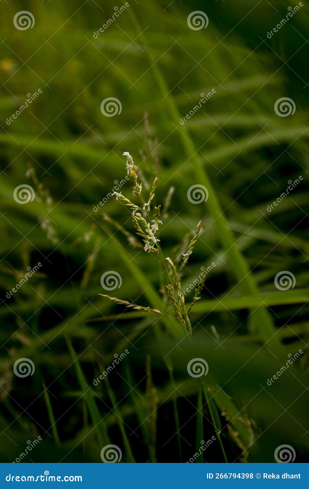 Beautiful weed stock photo. Image of insect, leaf, plant - 266794398