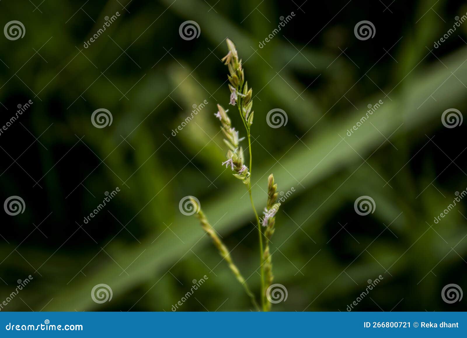 Beautiful Weed in the Fields Stock Image - Image of meadow, plant ...