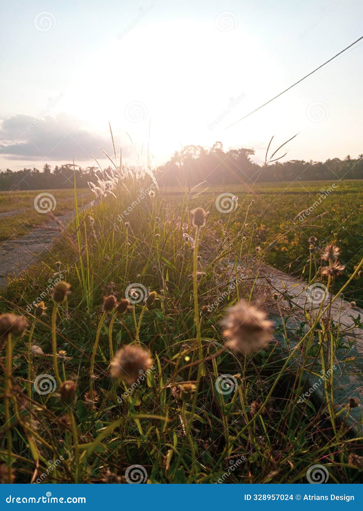 Beautiful Weed Grass Flowers with a Sunset View Stock Photo - Image of ...
