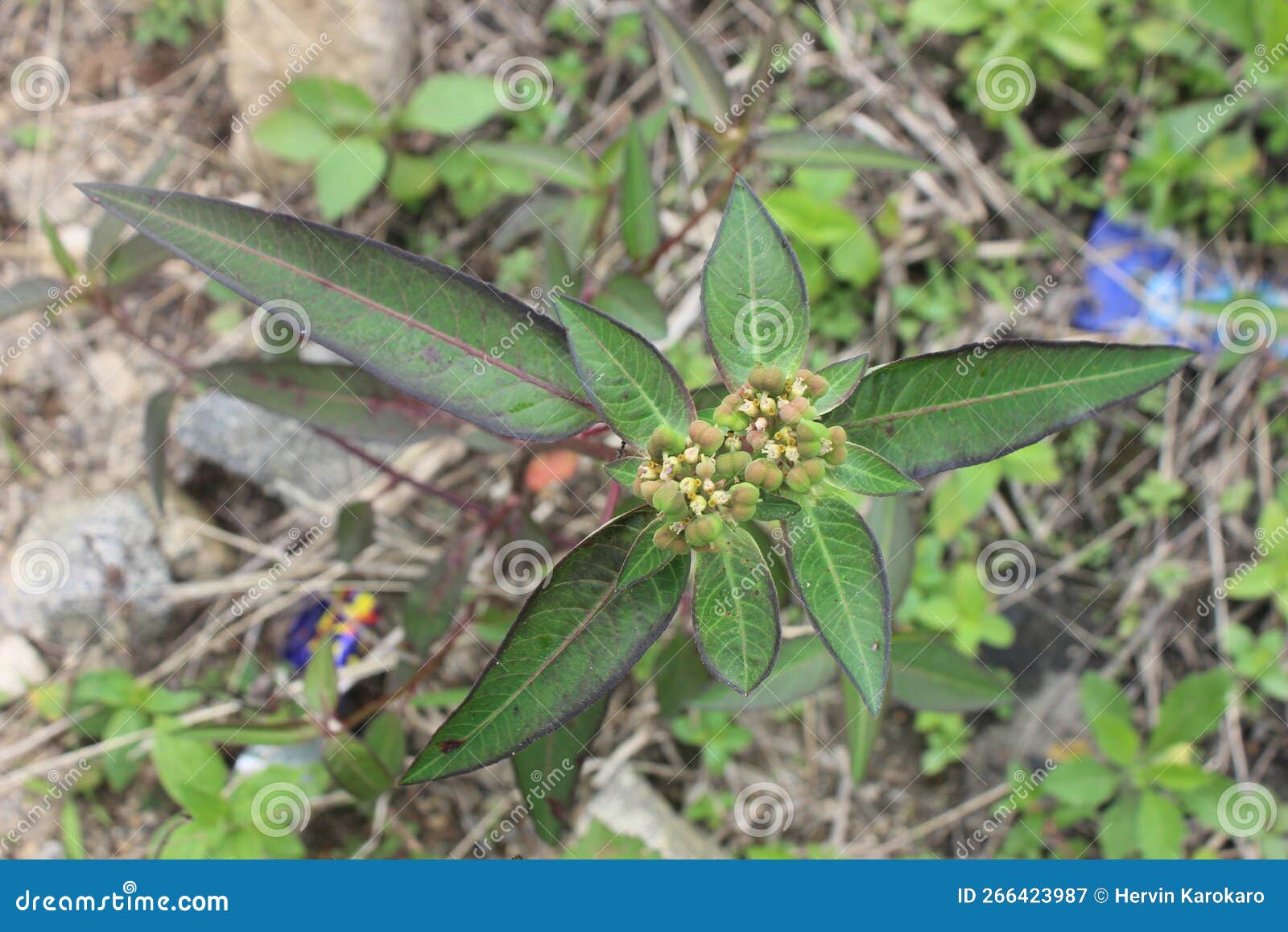 Beautiful Weed That Thrives In The Fields Royalty-Free Stock Photo ...