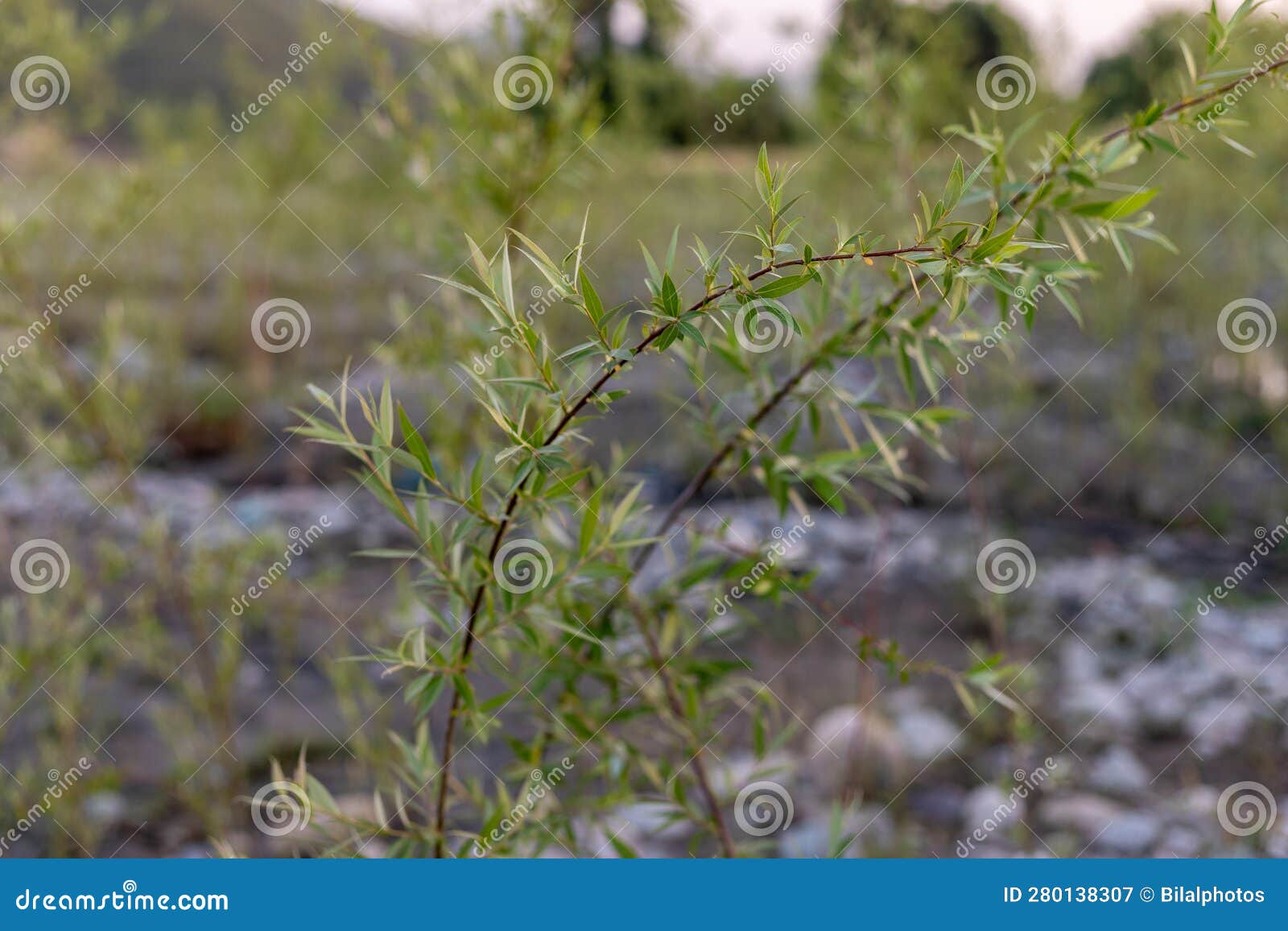 A Beautiful Weeping Small Willow Tree Stock Image - Image of tree ...
