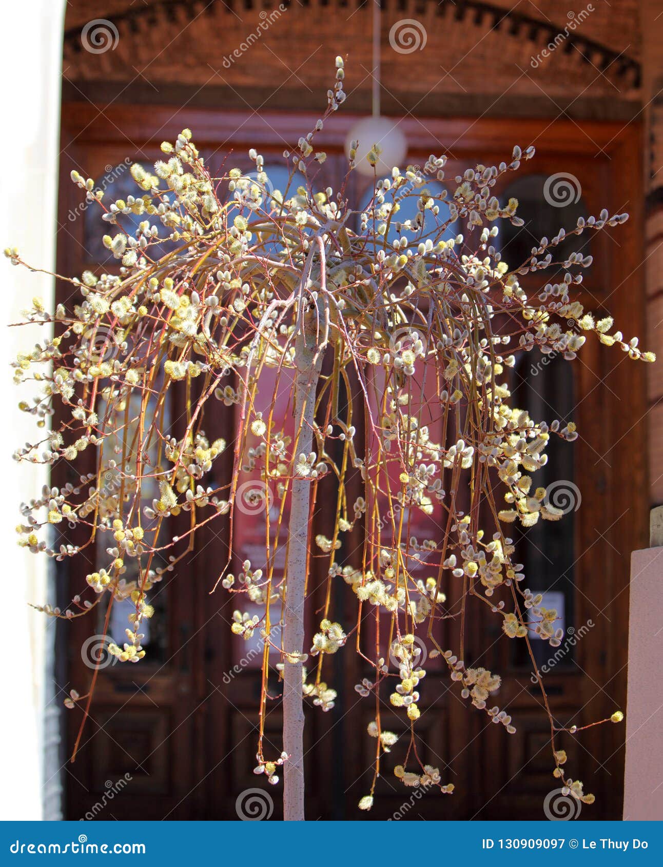 Weeping Willow stock image. Image of stem, flowering - 130909097