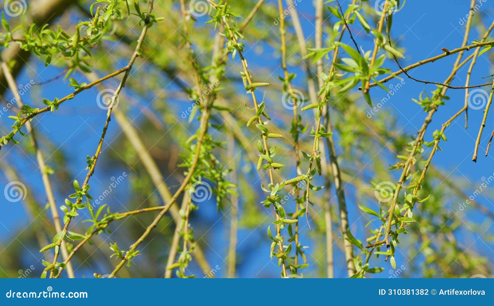 Beautiful Weeping Willow Flower. Weeping Willow Branches Stock Photo ... Beautiful Weeping Willow Flower. Weeping Willow Branches Stock Photo ...