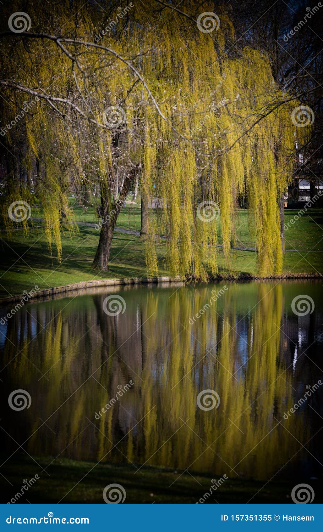 Weeping Willow in Spring Time Stock Image - Image of outdoor, beauty ...