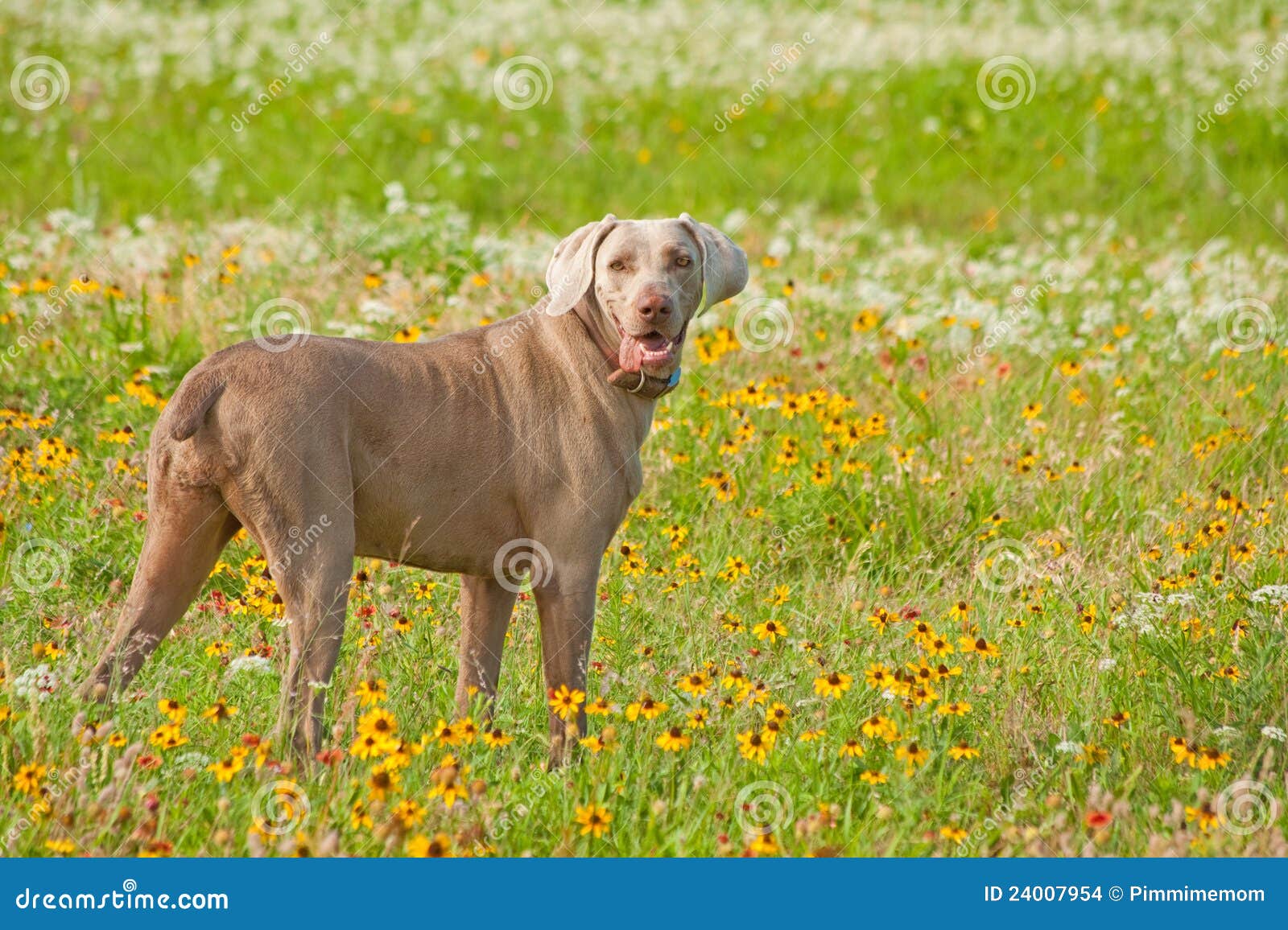 Beautiful Weimaraner Dog Looking at the Viewer Stock Photo - Image of ...
