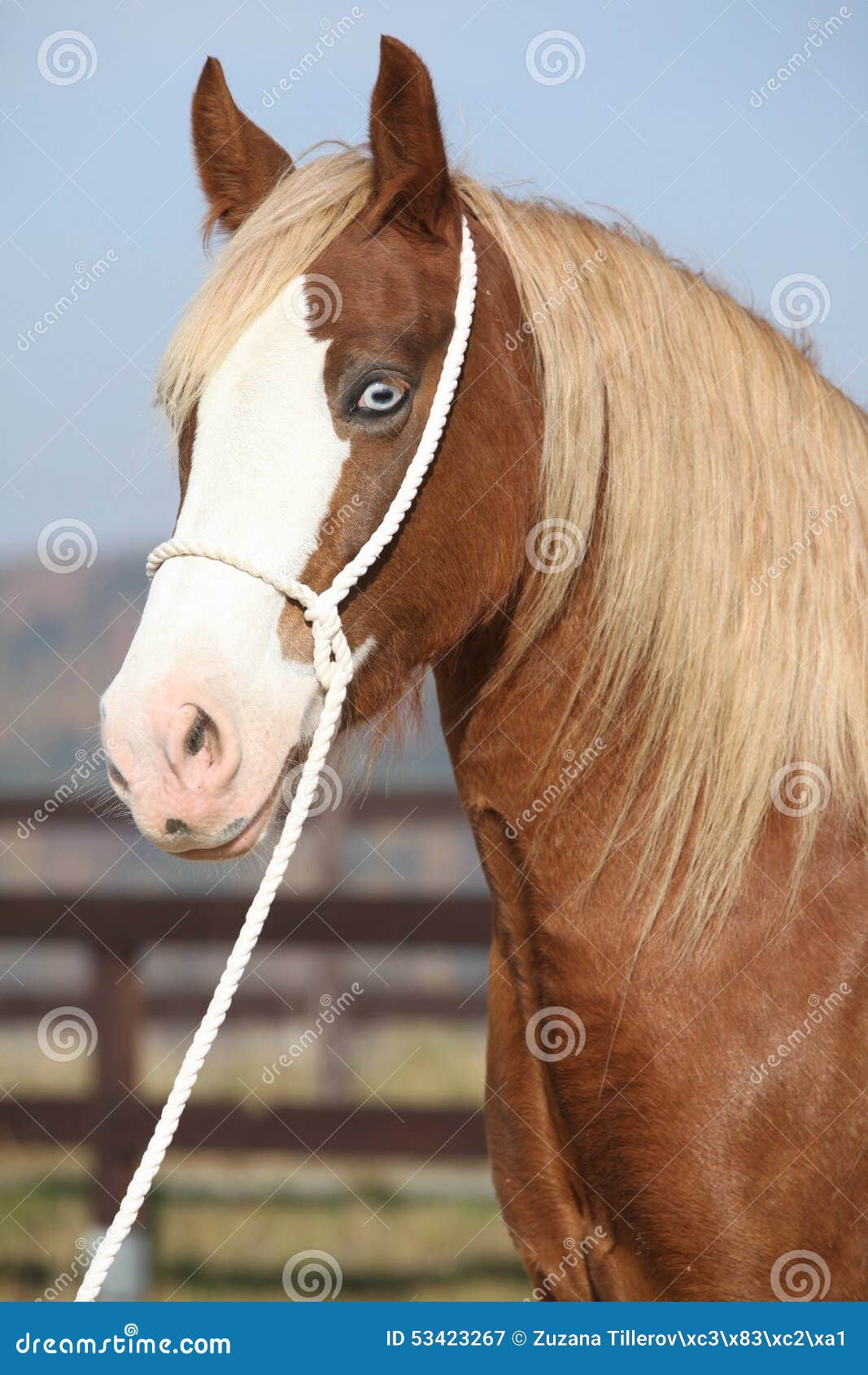 Beautiful Welsh Cob Mare with Halter Stock Image - Image of tranquility ...