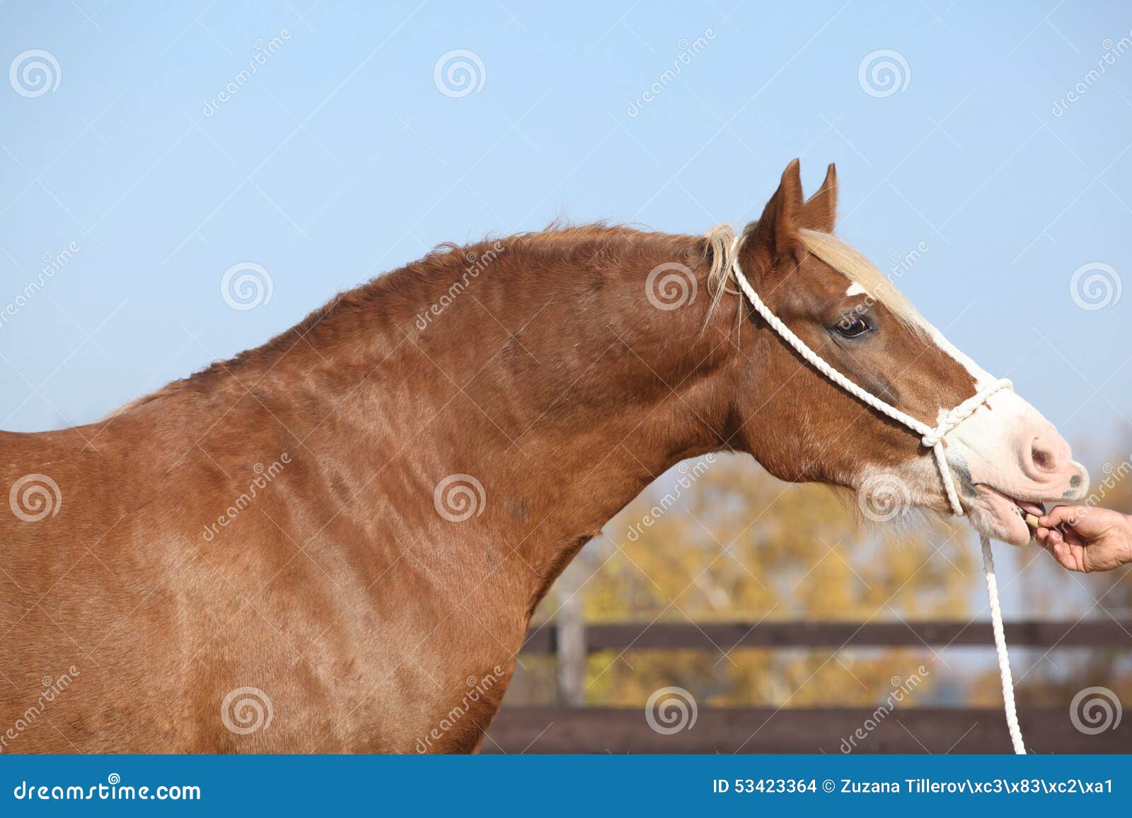 Beautiful Welsh Cob Mare with Halter Stock Photo - Image of peace ...
